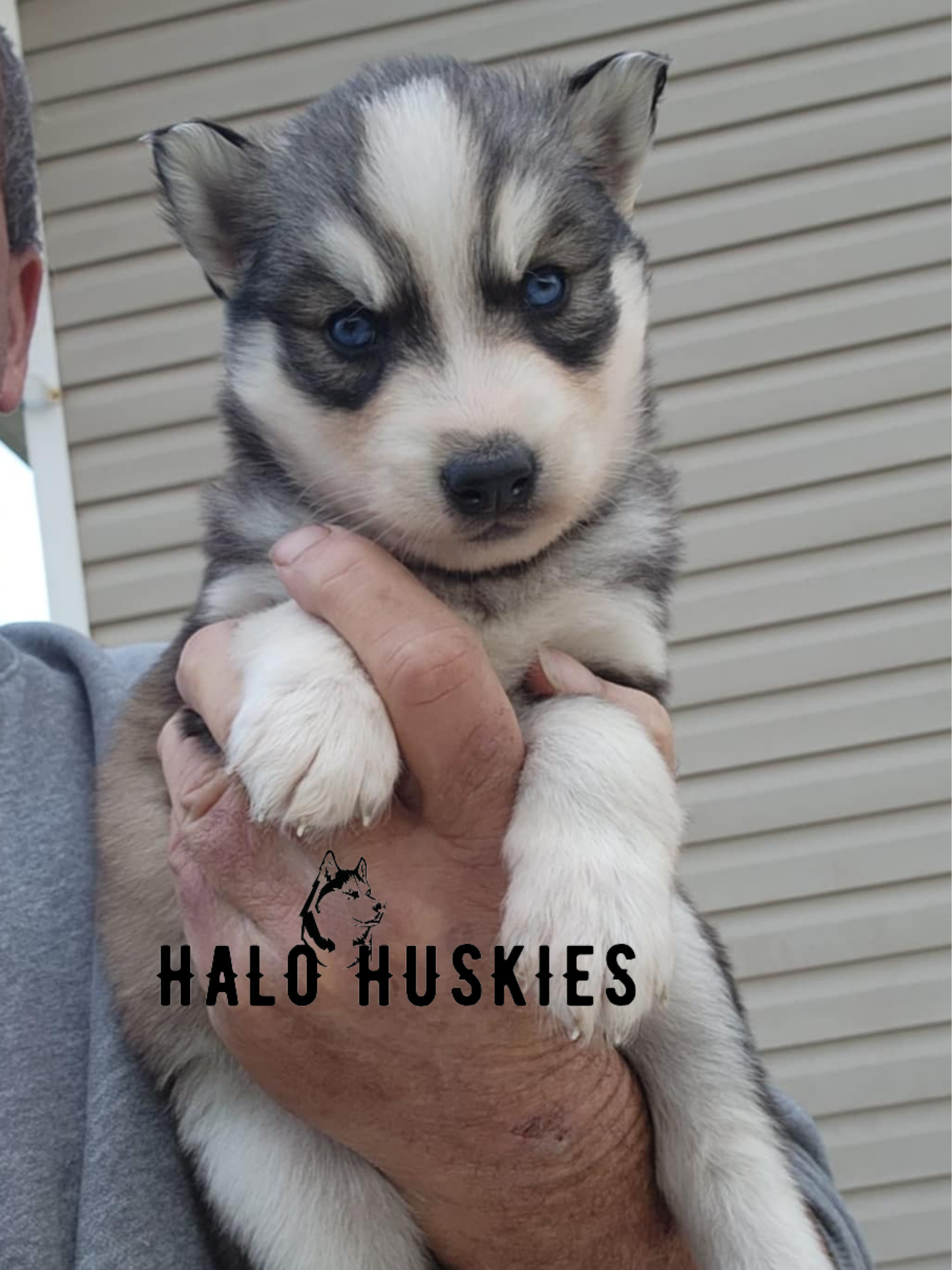 Sold: Sable Husky Puppy (Kira’s Male #5) — Halo Huskies