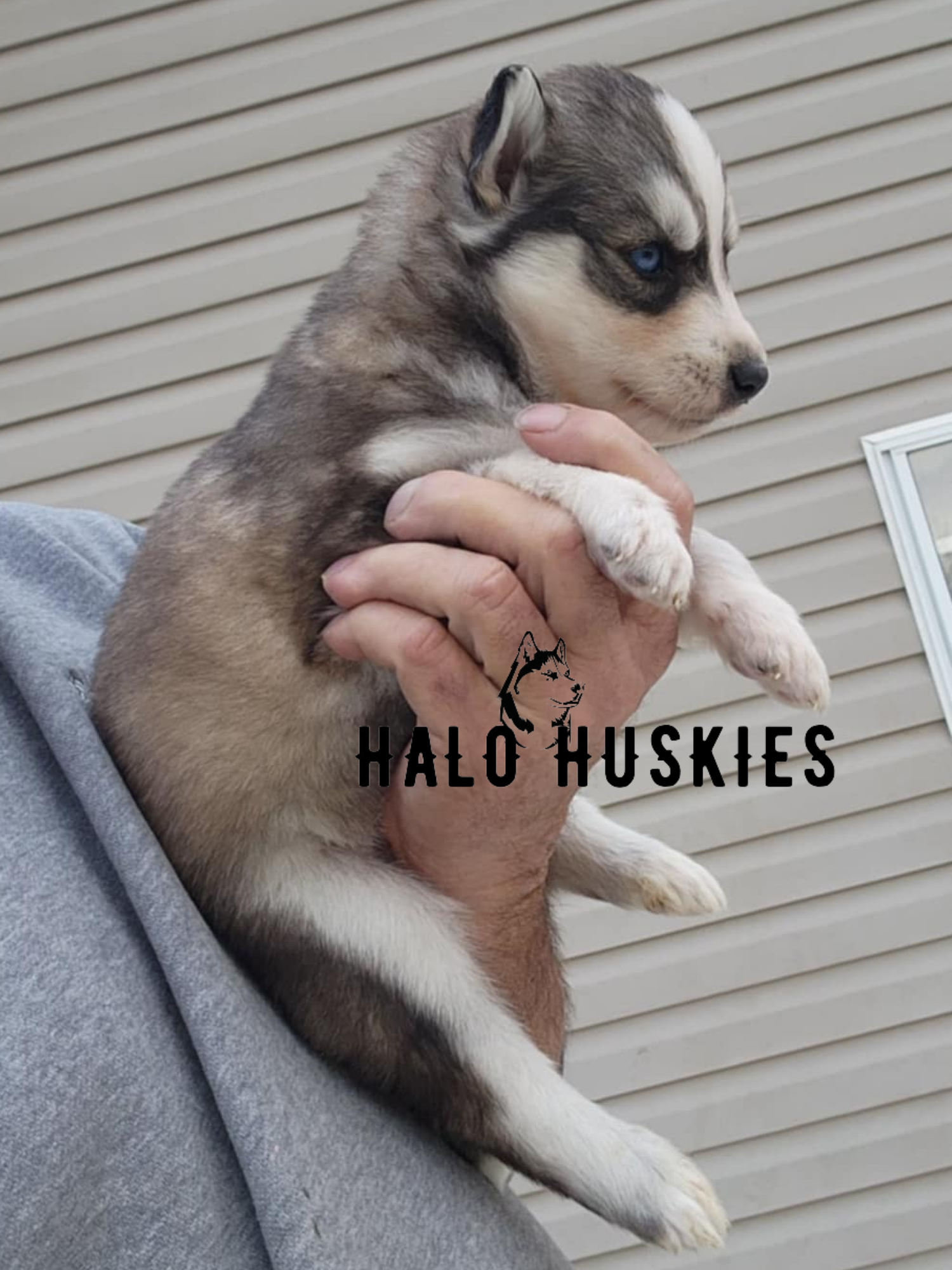 Sold: Sable Husky Puppy (Kira’s Male #5) — Halo Huskies
