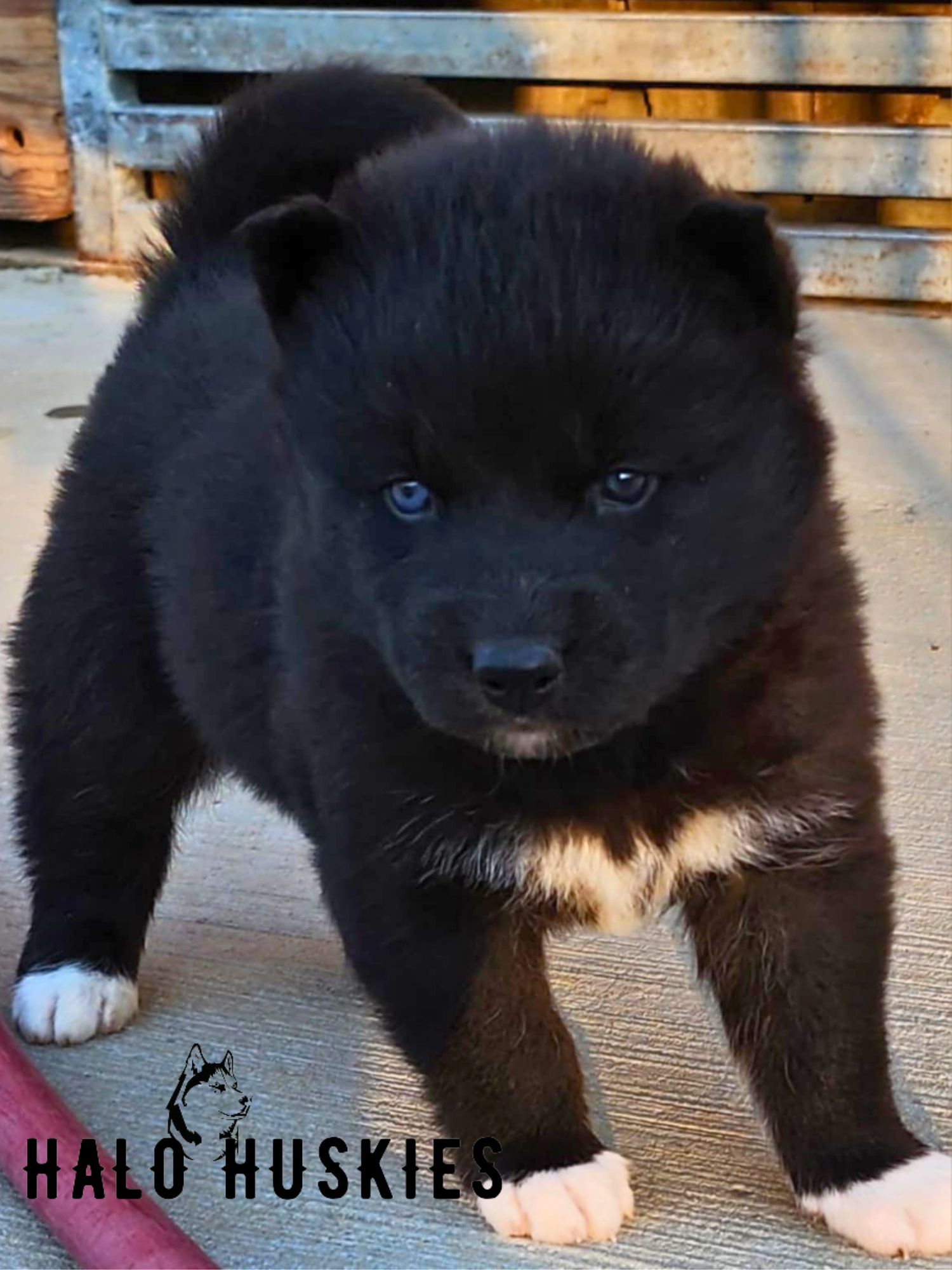 Pure Black Husky