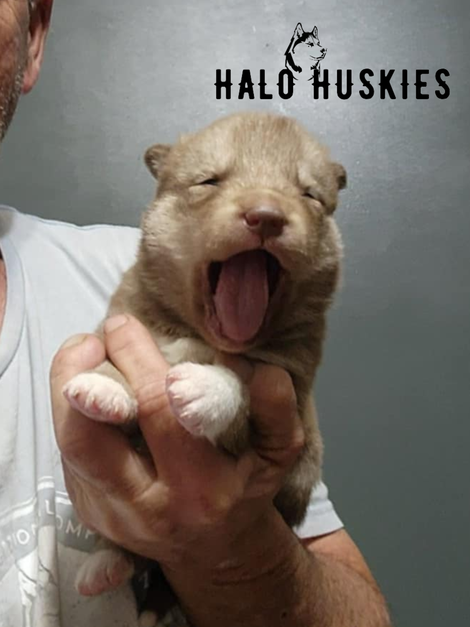 Sold: Red Husky Puppy (Raven’s Male #6) — Halo Huskies