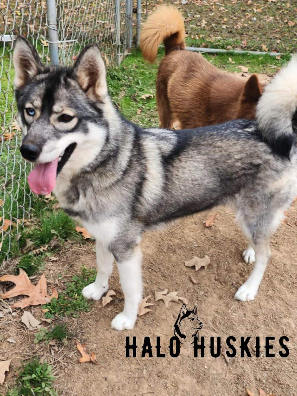 Our Dames & Sires — Halo Huskies