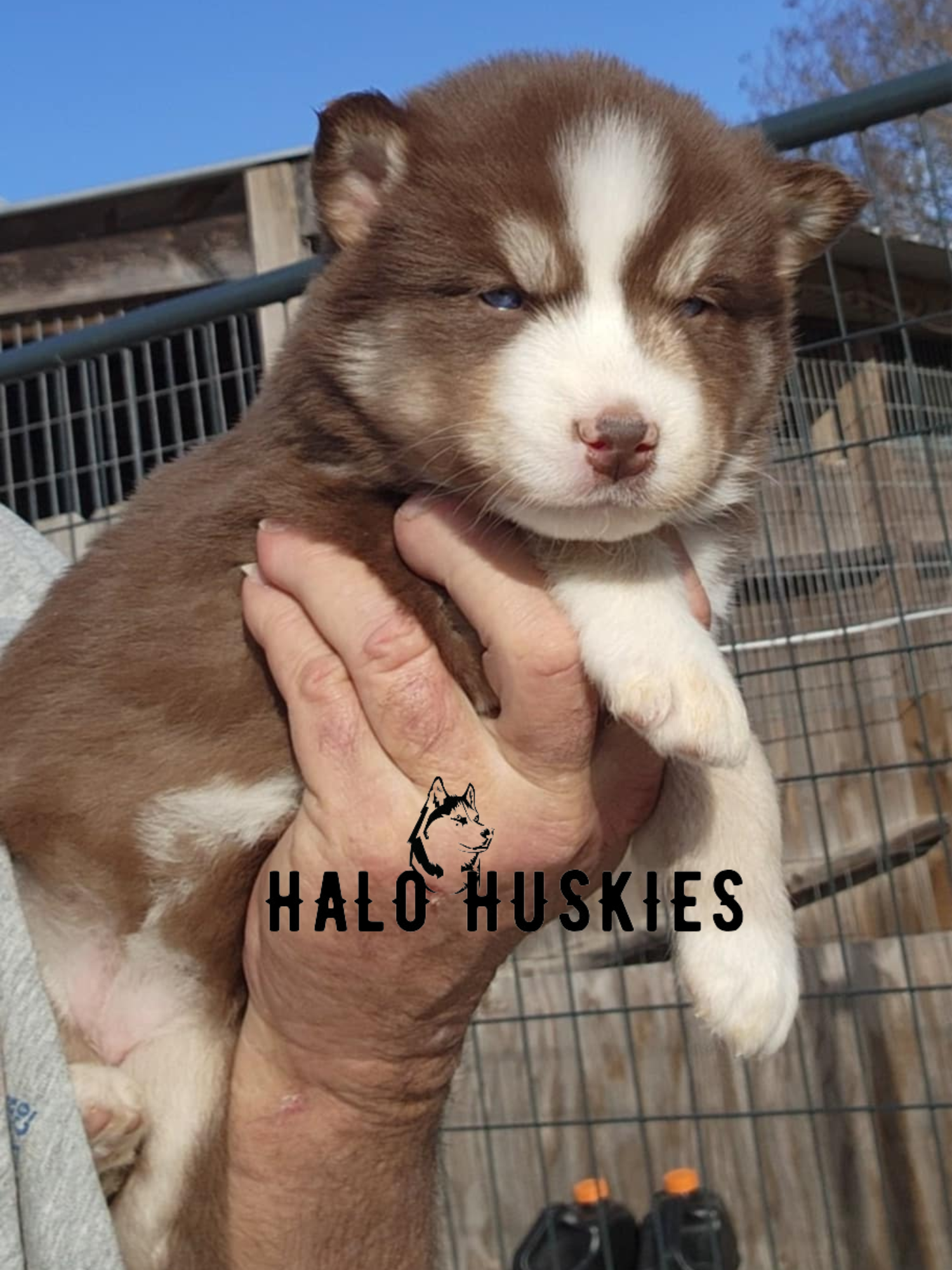 Banded Copper Husky Puppy (Anika’s Female #3) - Reserve Now! — Halo Huskies