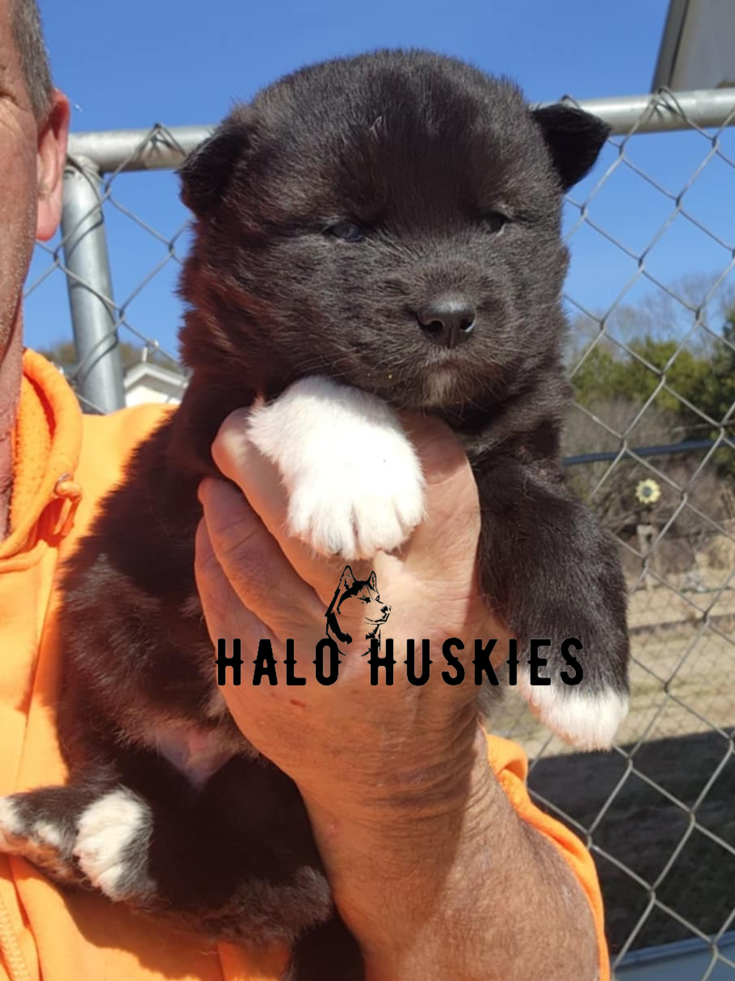 Sold: Dark Agouti Husky Puppy (Kilo’s Male #4) — Halo Huskies