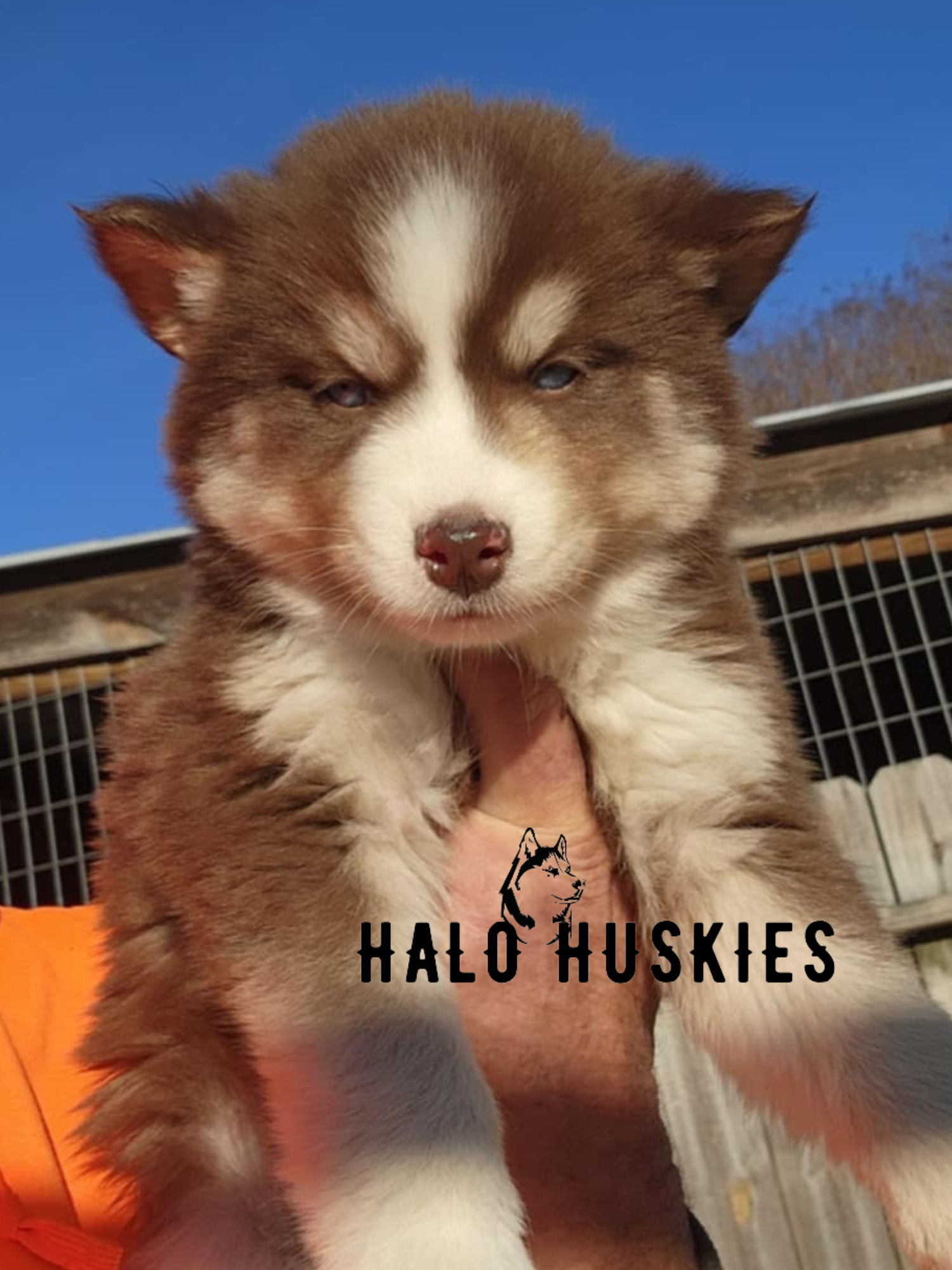 Sold: Banded Copper Husky Puppy (Anika’s Female #3) — Halo Huskies