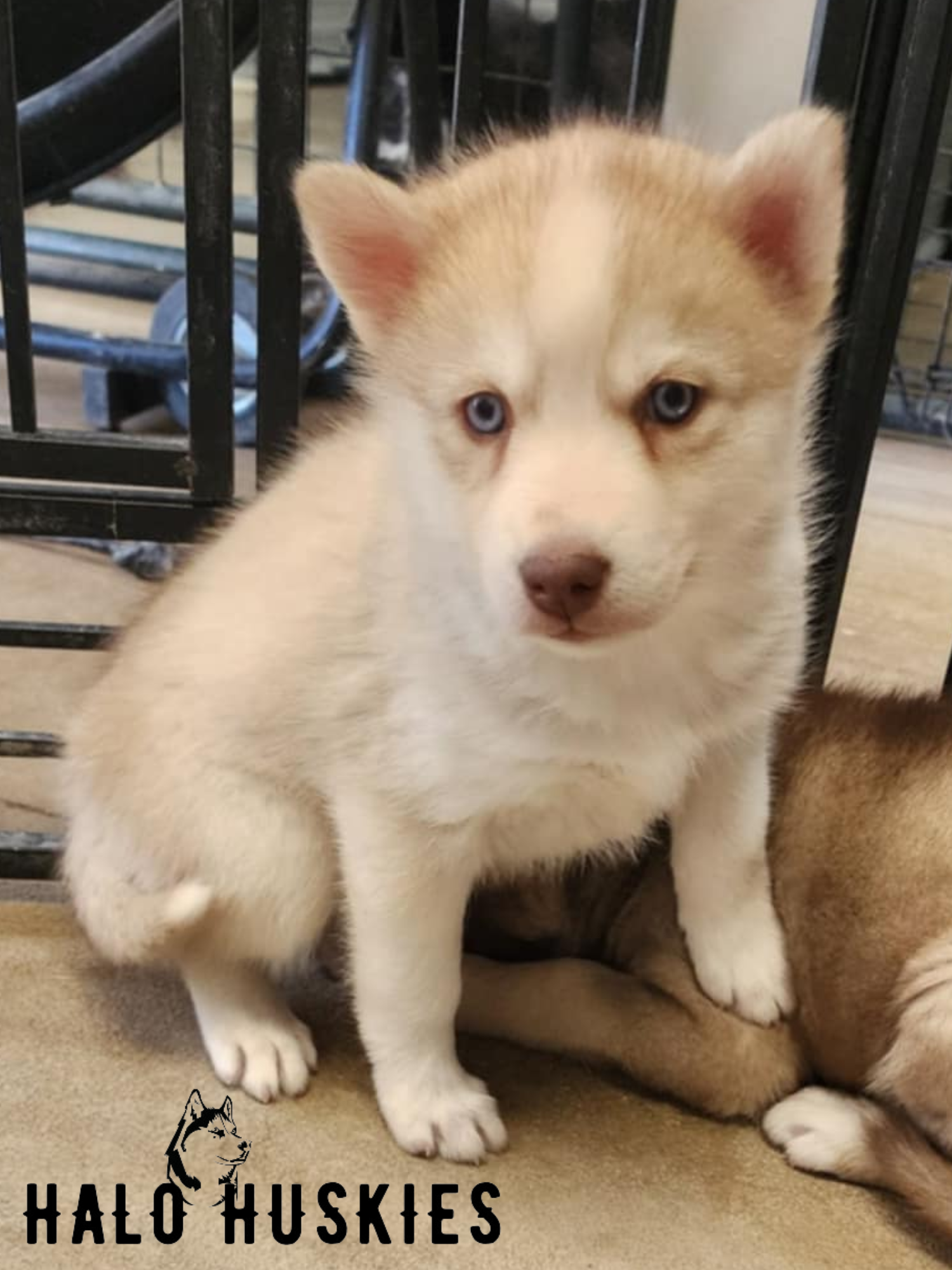 Sold: Light Red Husky Puppy (Wolfie’s Female #3) — Halo Huskies