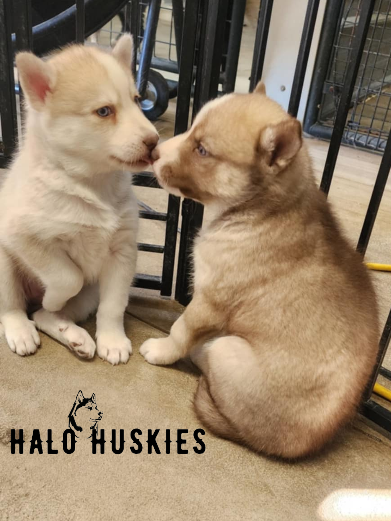 Sold: Light Red Husky Puppy (Wolfie’s Female #3) — Halo Huskies