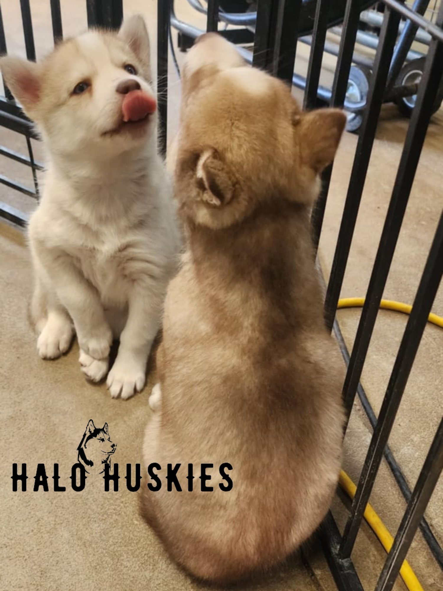 Sold: Light Red Husky Puppy (Wolfie’s Female #3) — Halo Huskies