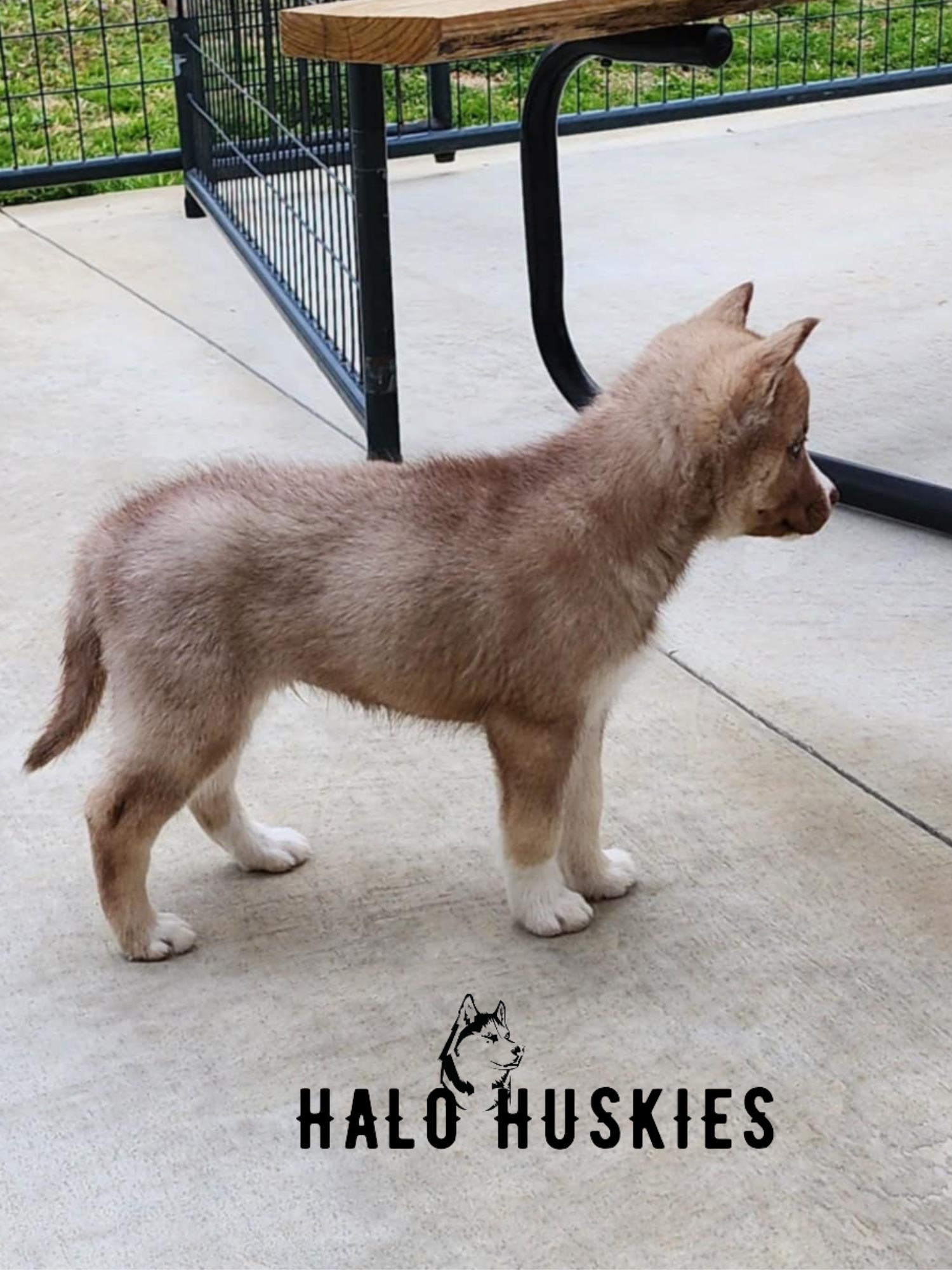 Sold: Banded Copper Husky Puppy (Wolfie’s Male #2) — Halo Huskies