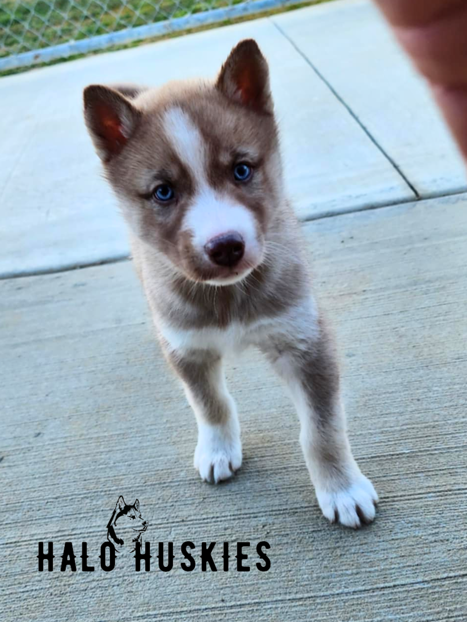 Sold: Banded Copper Husky Puppy (Wolfie’s Male #2) — Halo Huskies