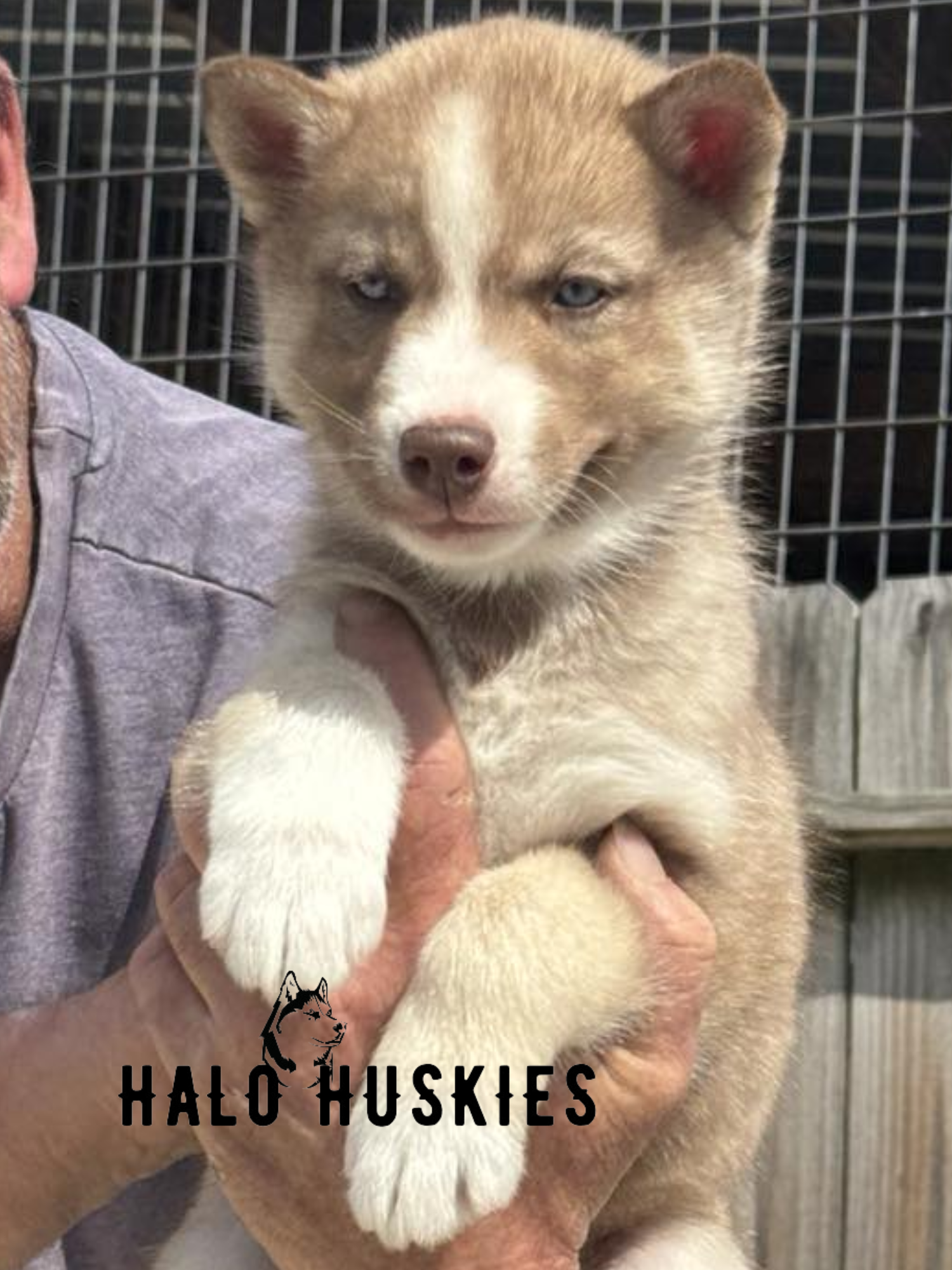 Sold: Banded Copper Husky Puppy (Wolfie’s Male #2) — Halo Huskies