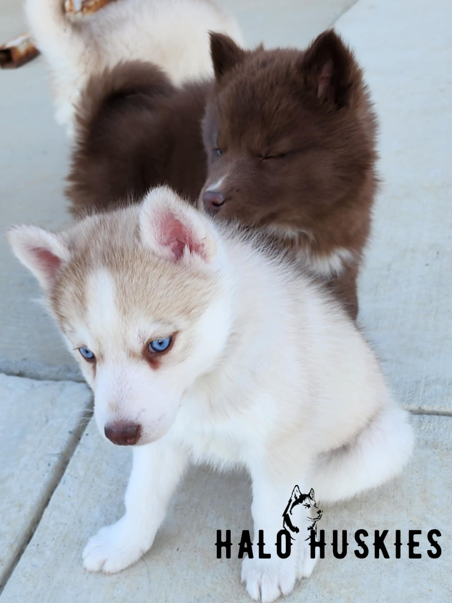 Sold: Light Red Husky Puppy (Wolfie’s Female #3) — Halo Huskies