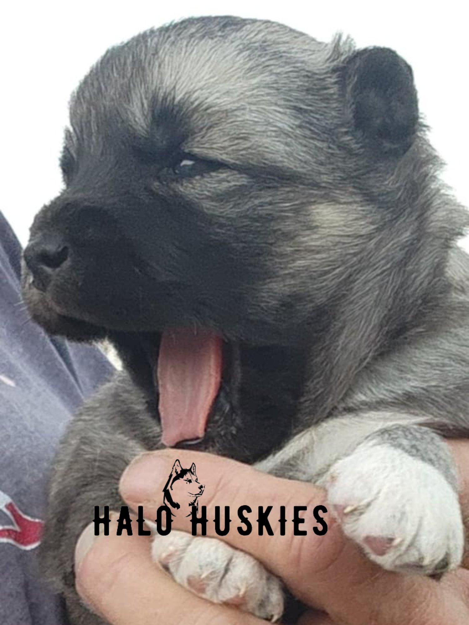 Sold: Agouti Husky Puppy (Spirit’s Female #1) — Halo Huskies