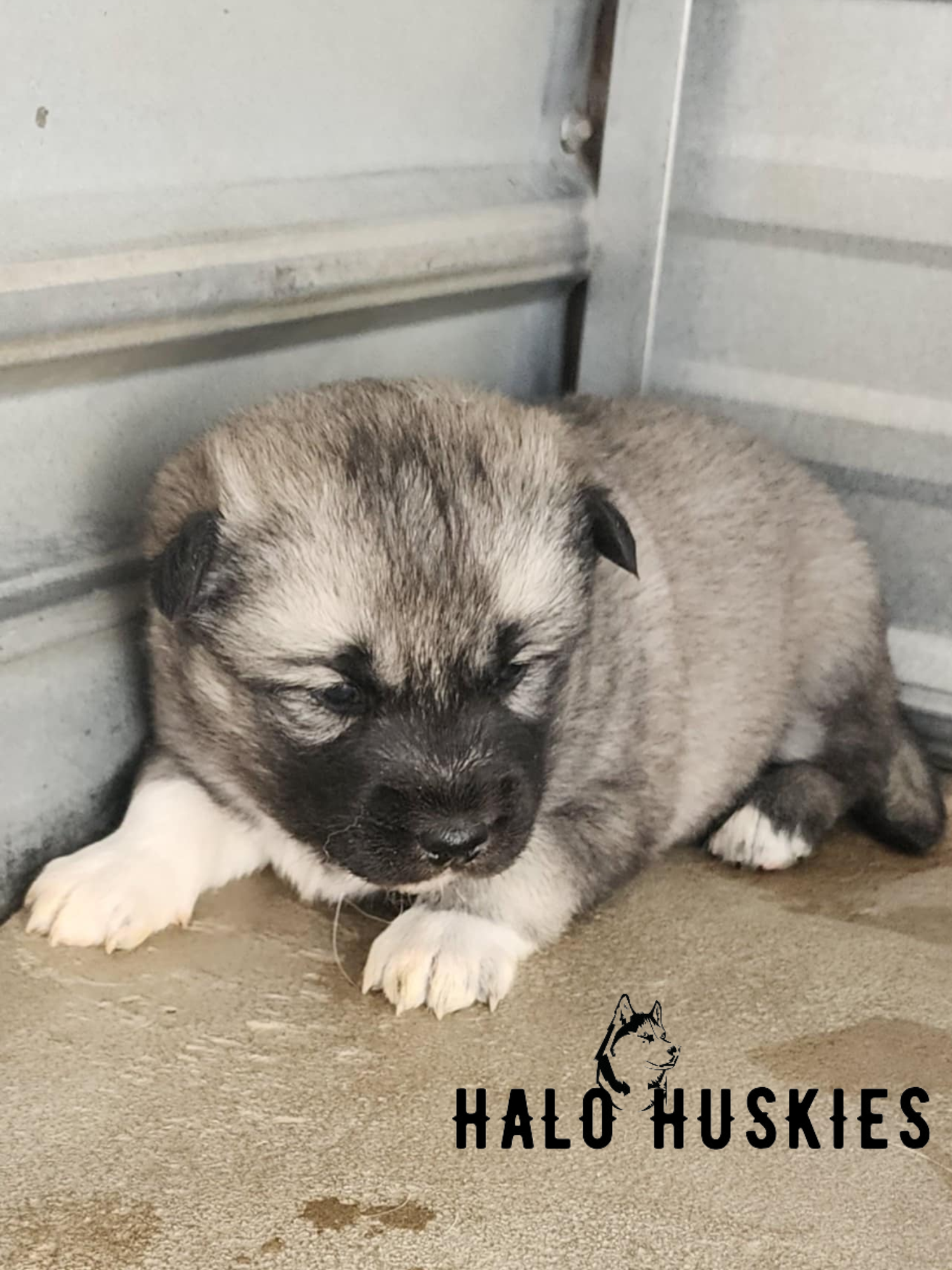 Sold: Agouti Husky Puppy (Spirit’s Female #1) — Halo Huskies