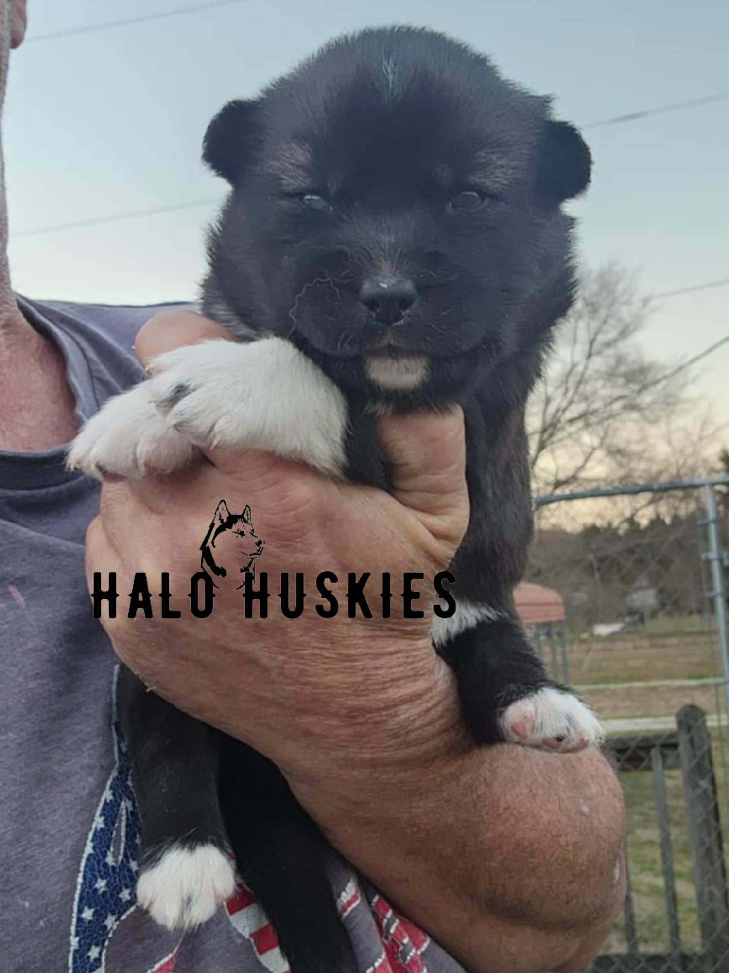 Sold: Agouti Husky Puppy (Spirit’s Male #3) — Halo Huskies