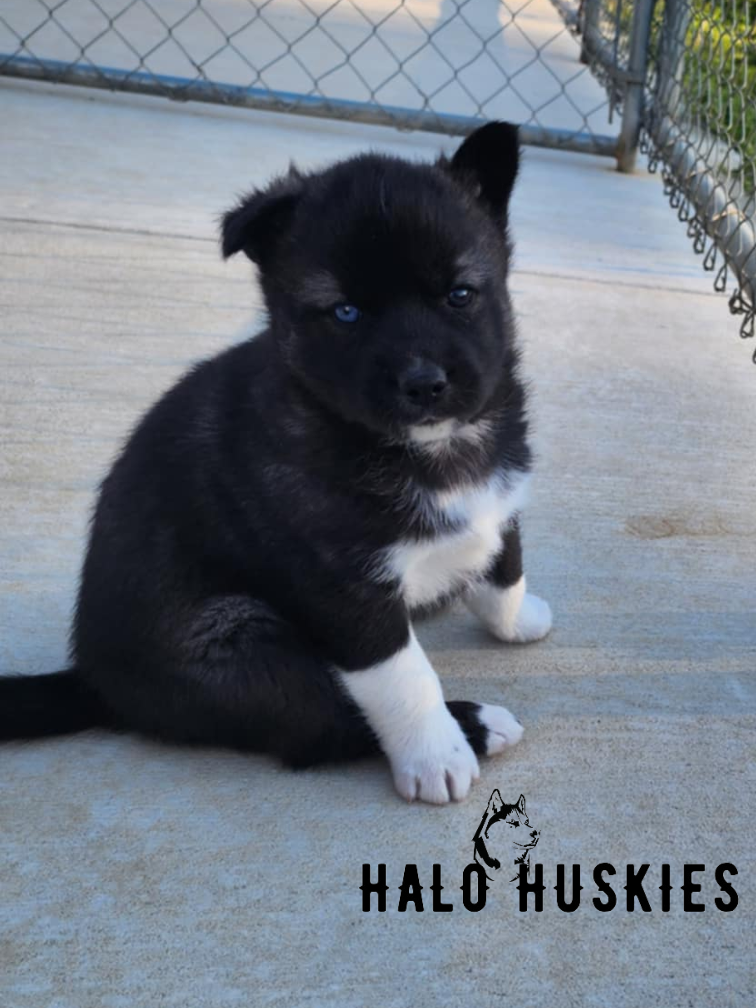 Sold: Agouti Husky Puppy (Spirit’s Male #3) — Halo Huskies