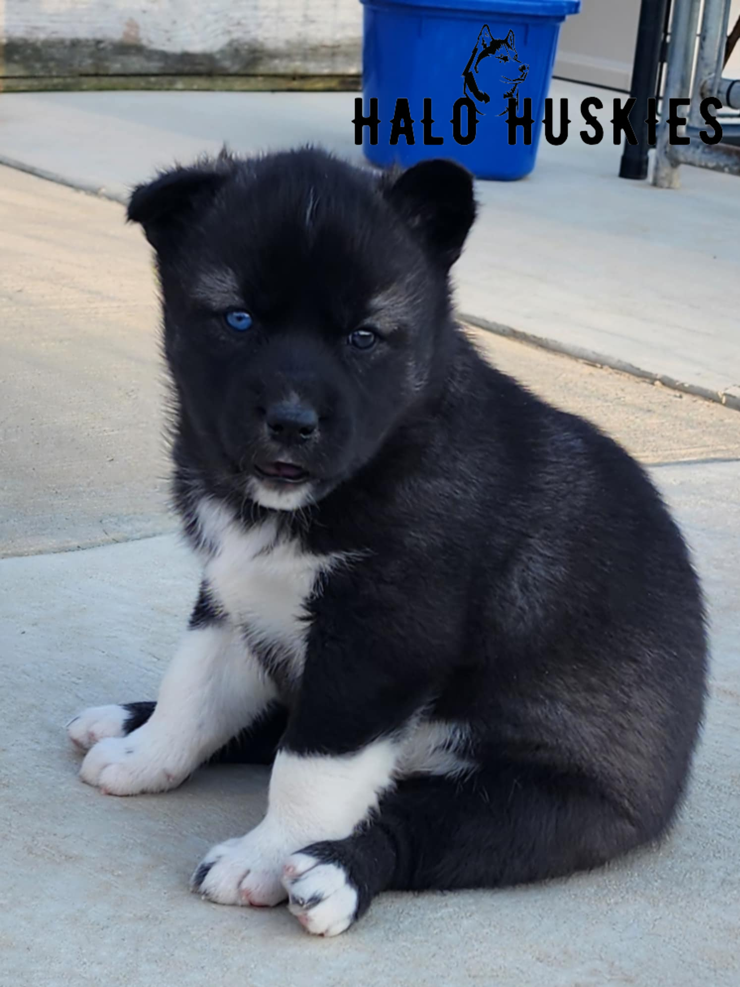 Sold: Agouti Husky Puppy (Spirit’s Male #3) — Halo Huskies
