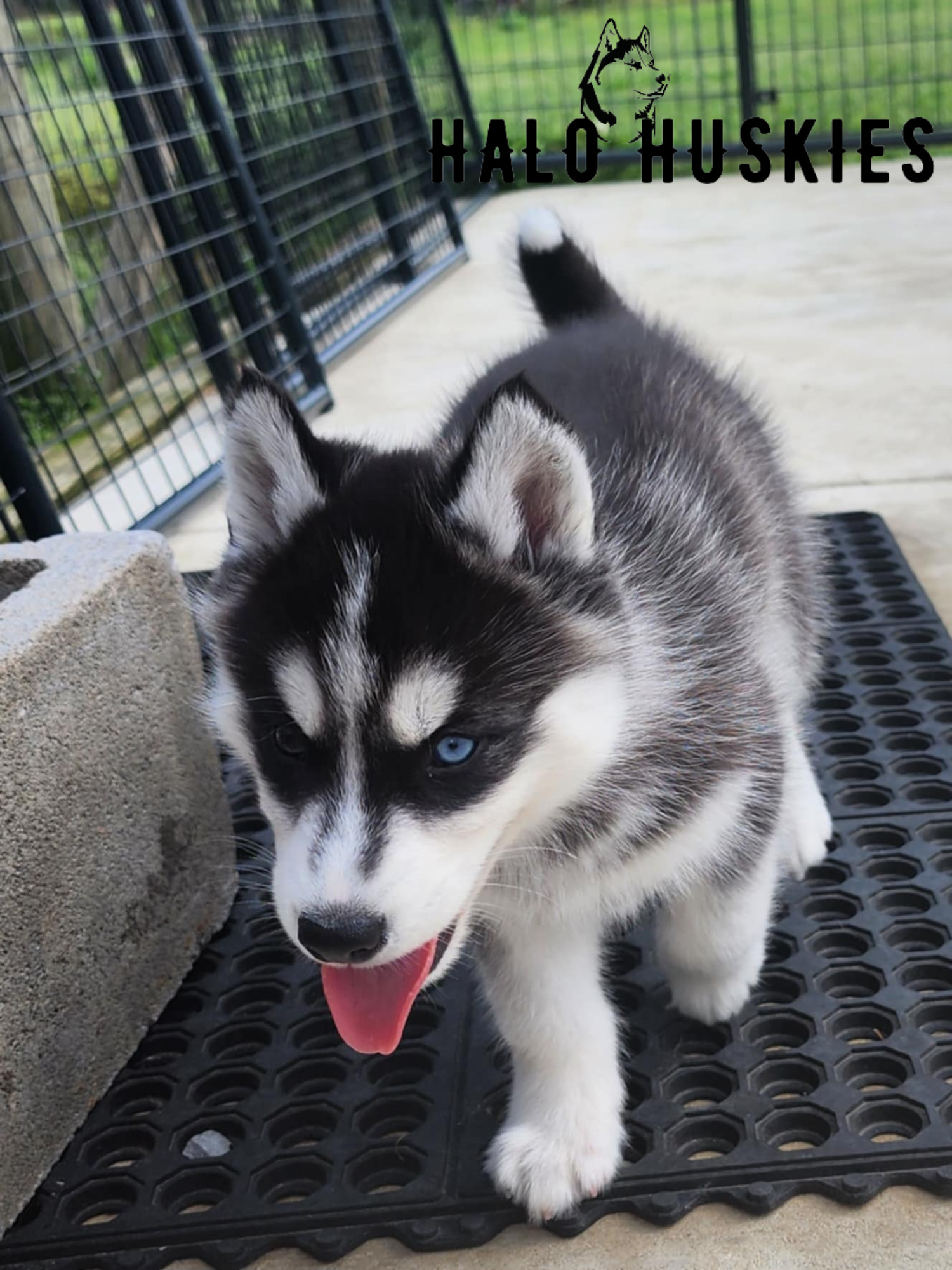 Sold: Black and White Husky Puppy (Ruby’s Female #4) — Halo Huskies
