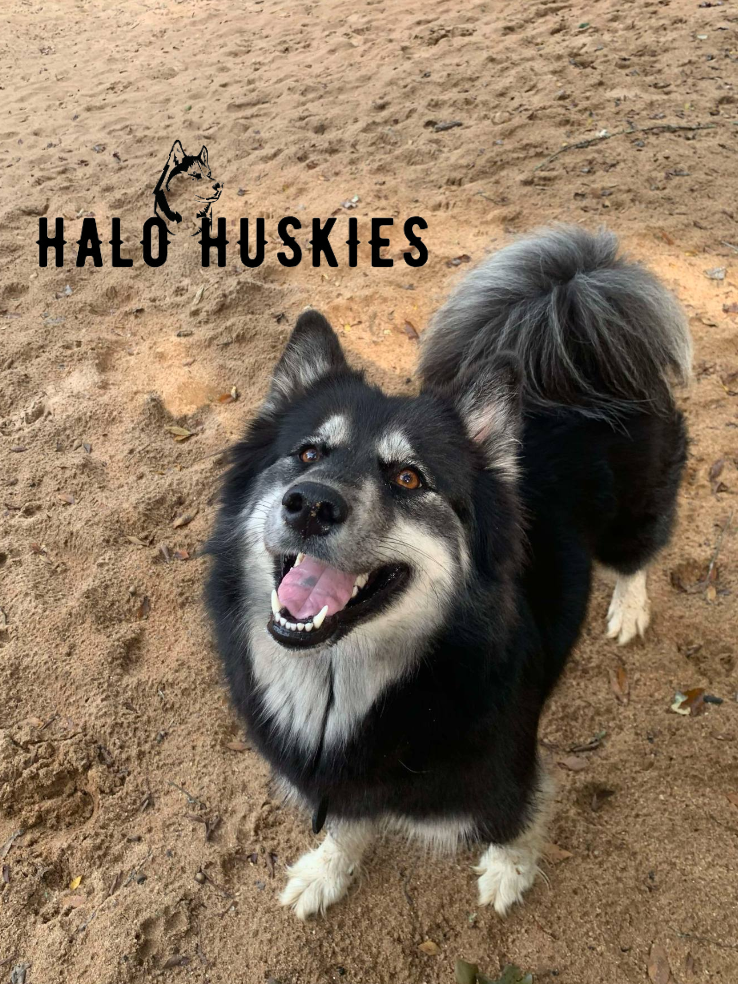 Sold: Copper Female Husky Puppy (Madea) — Halo Huskies