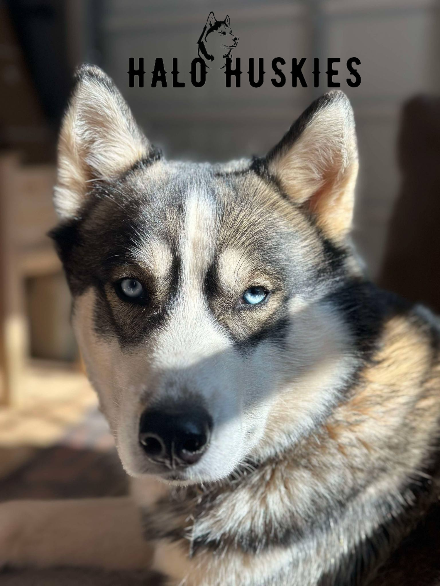 Sold: Copper Female Husky Puppy (Madea) — Halo Huskies