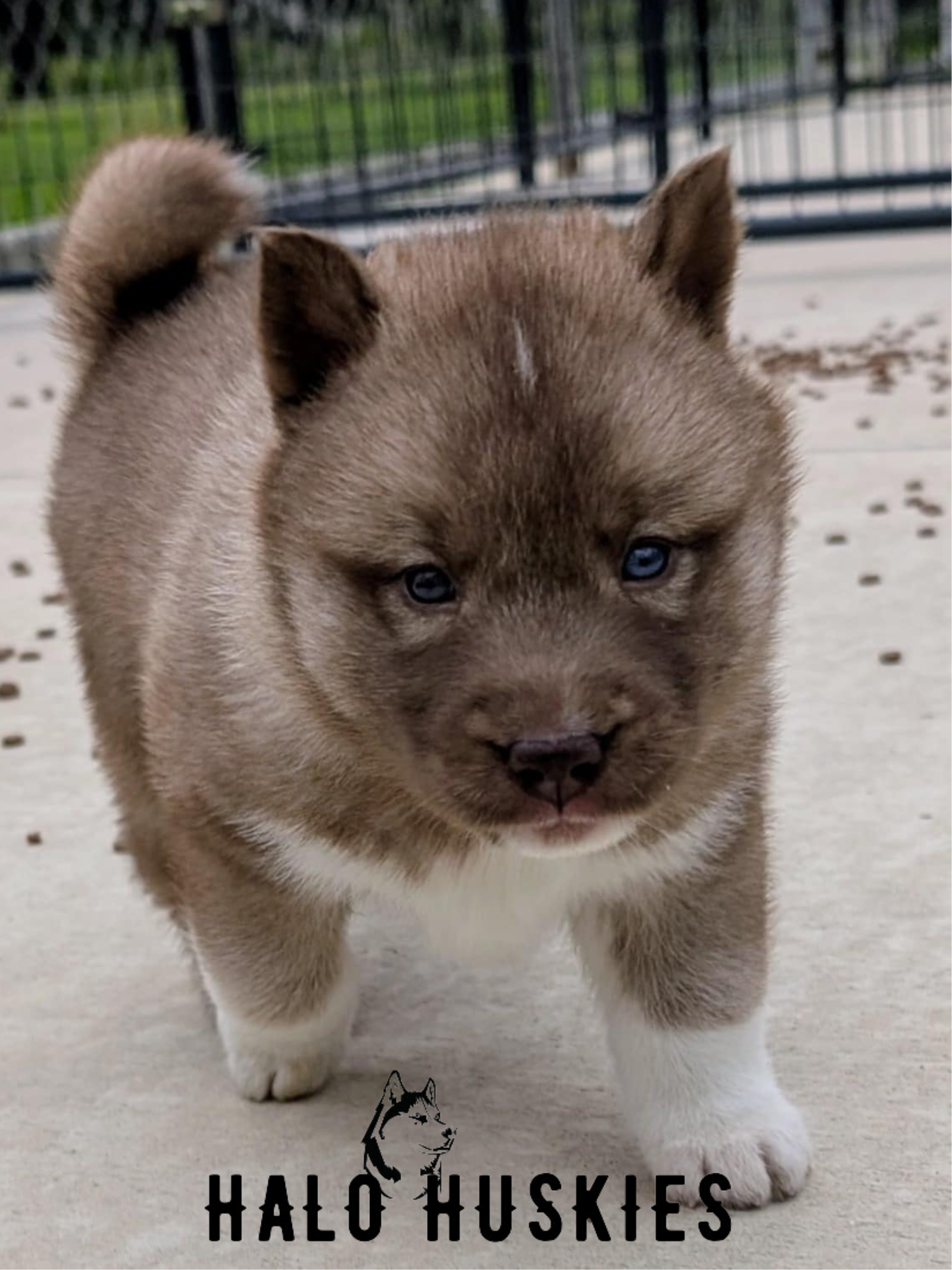 Sold: Copper Husky Puppy (Onyx’s Female #4) — Halo Huskies