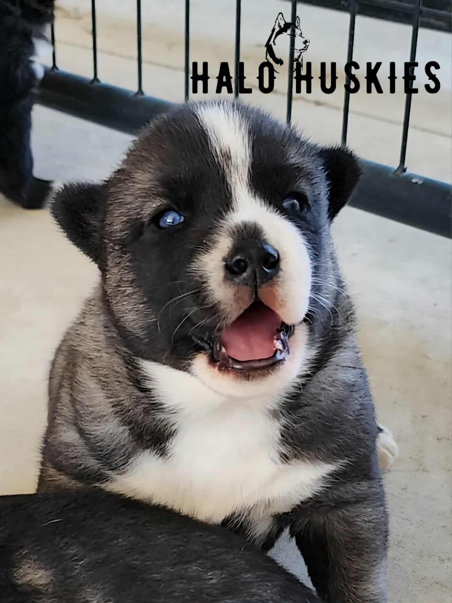 Sold: Agouti Husky Puppy (Kilo’s Male #1) — Halo Huskies