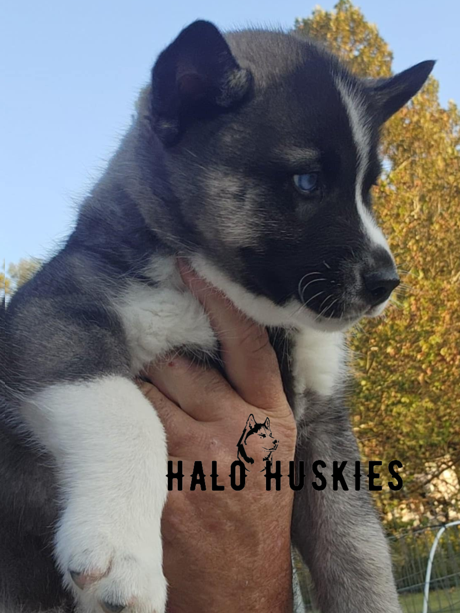 Sold: Agouti Husky Puppy (Kilo’s Male #1) — Halo Huskies