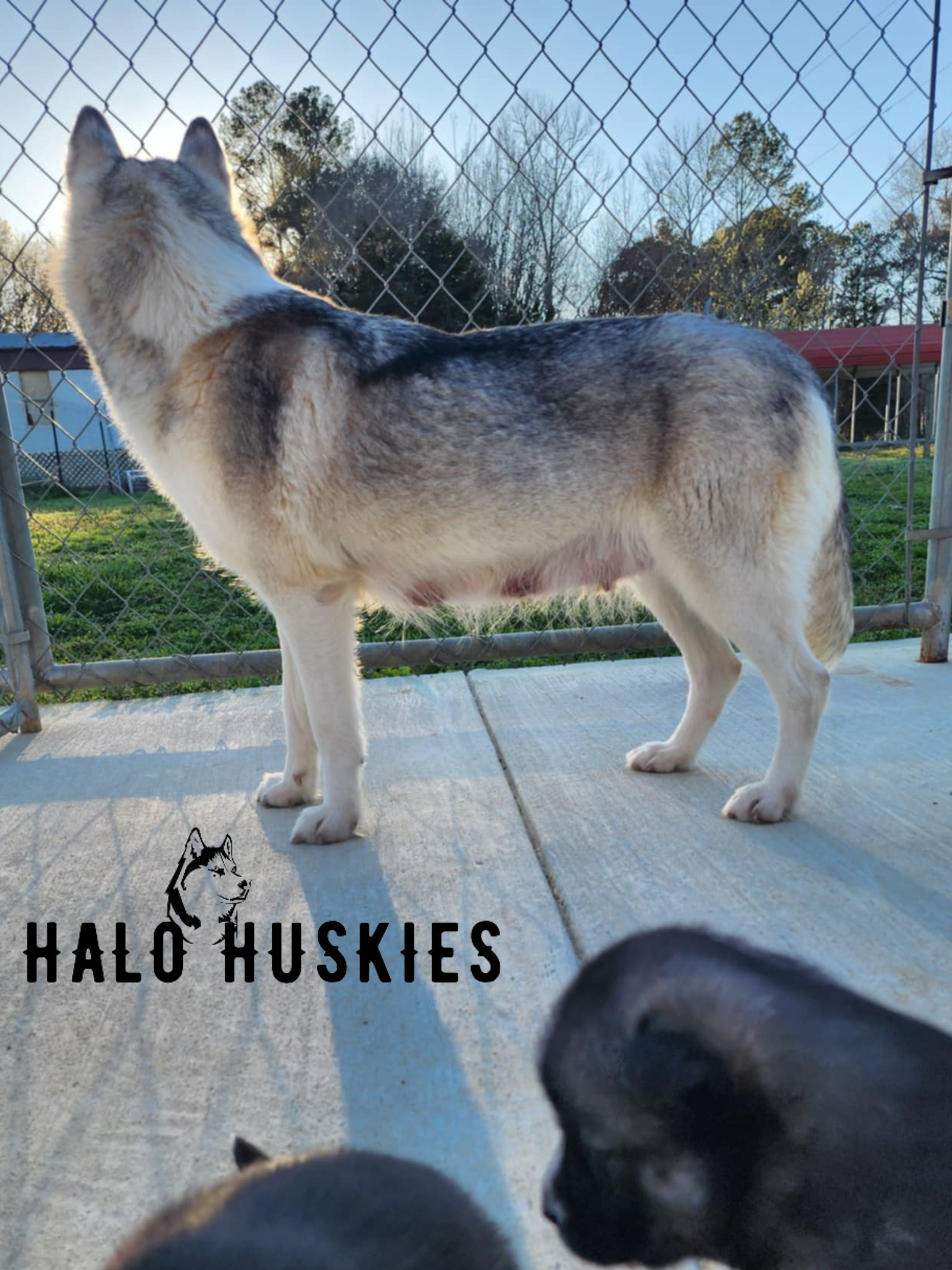 Sold: Red/White Husky Puppy (Spirit’s Male #3) — Halo Huskies