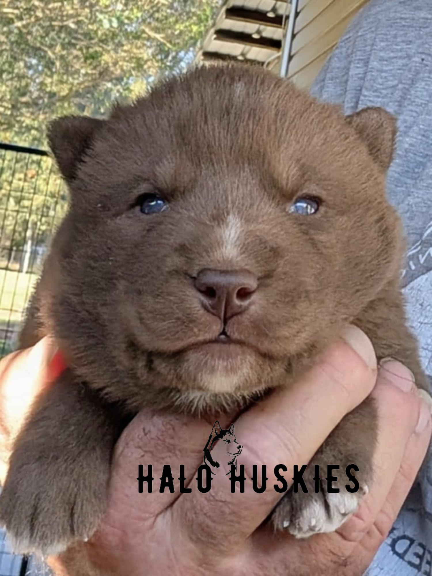 Sold: Copper Husky Puppy (Raven’s Male #2) — Halo Huskies
