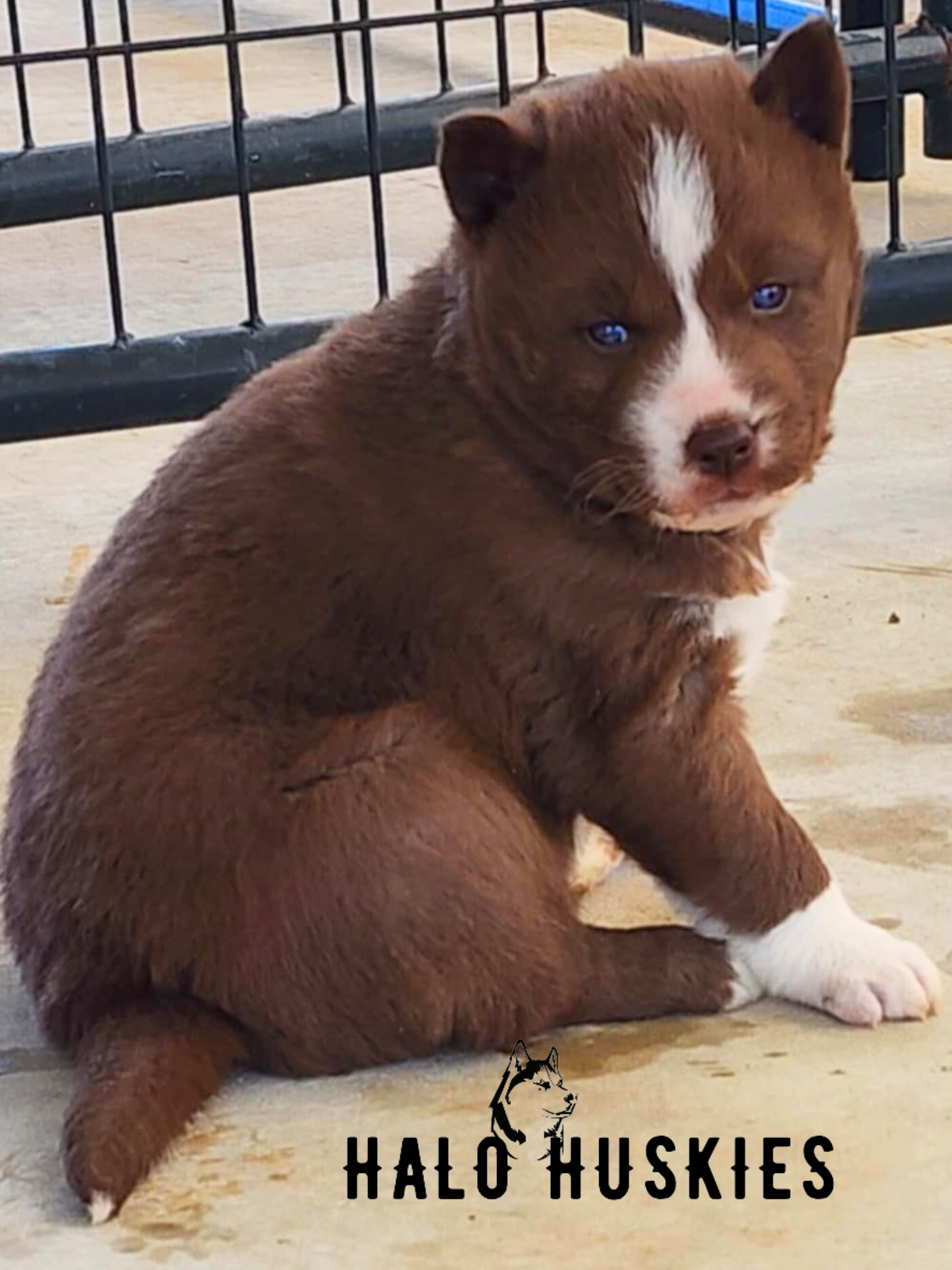 Sold: Copper/White Husky Puppy (Raven’s Male #3) — Halo Huskies