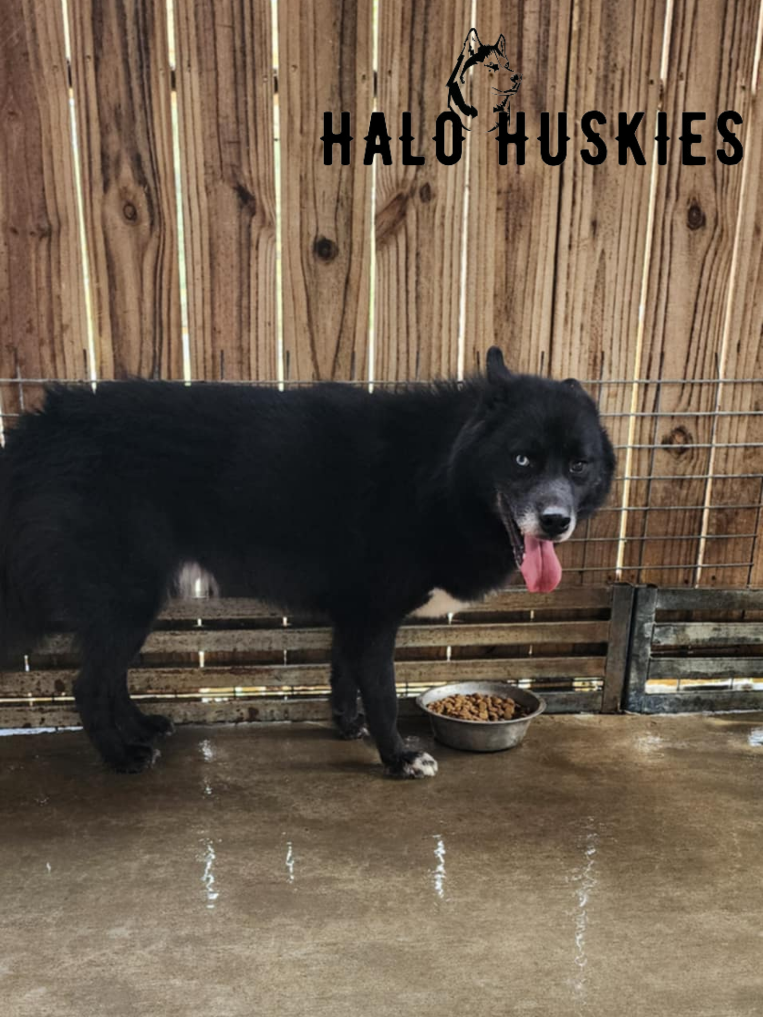 Sold: Black Husky Puppy (Anika’s Male #5) — Halo Huskies