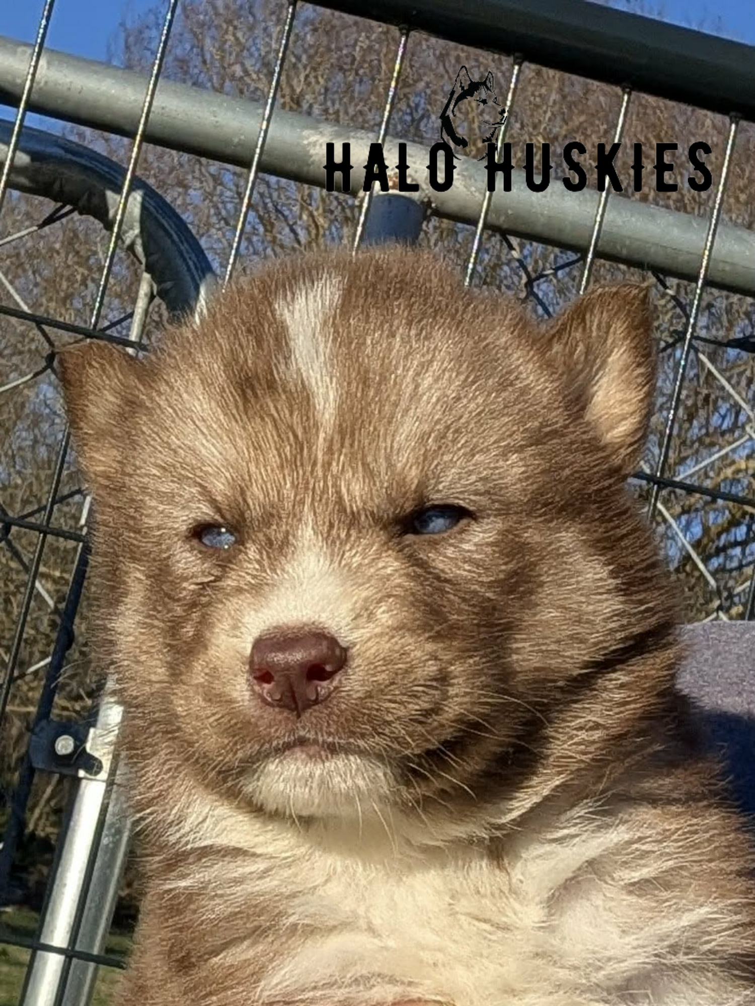 Sold: Banded Copper Husky Puppy (Anika’s Male #3) — Halo Huskies