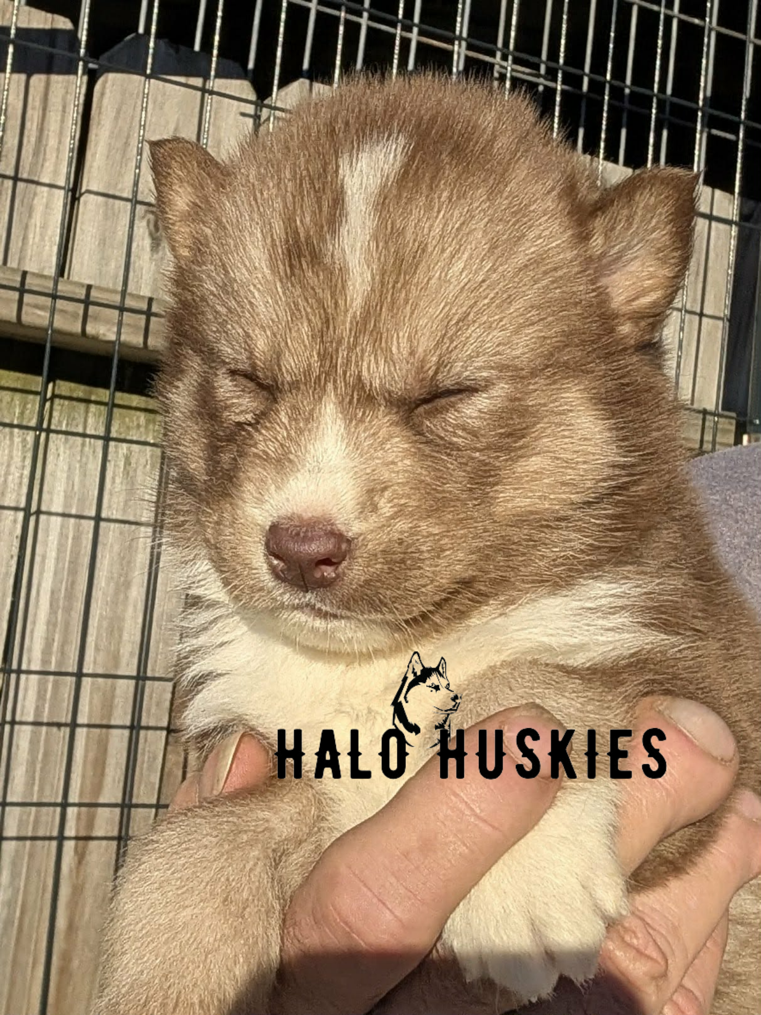 Sold: Banded Copper Husky Puppy (Anika’s Male #3) — Halo Huskies