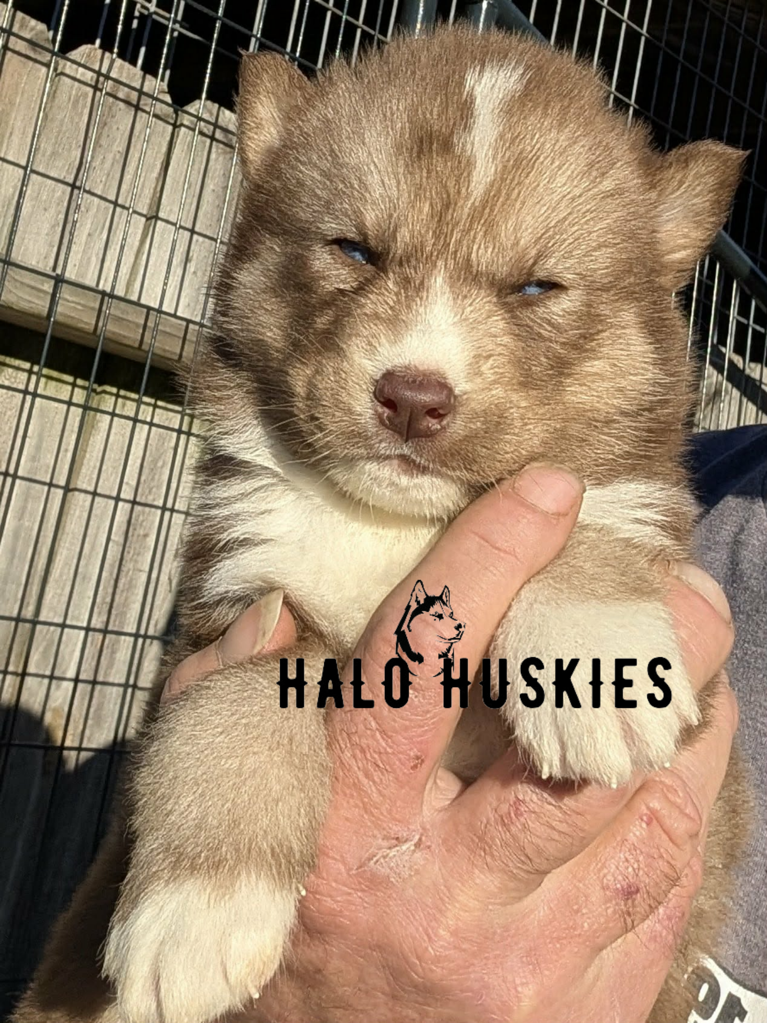 Sold: Banded Copper Husky Puppy (Anika’s Male #3) — Halo Huskies