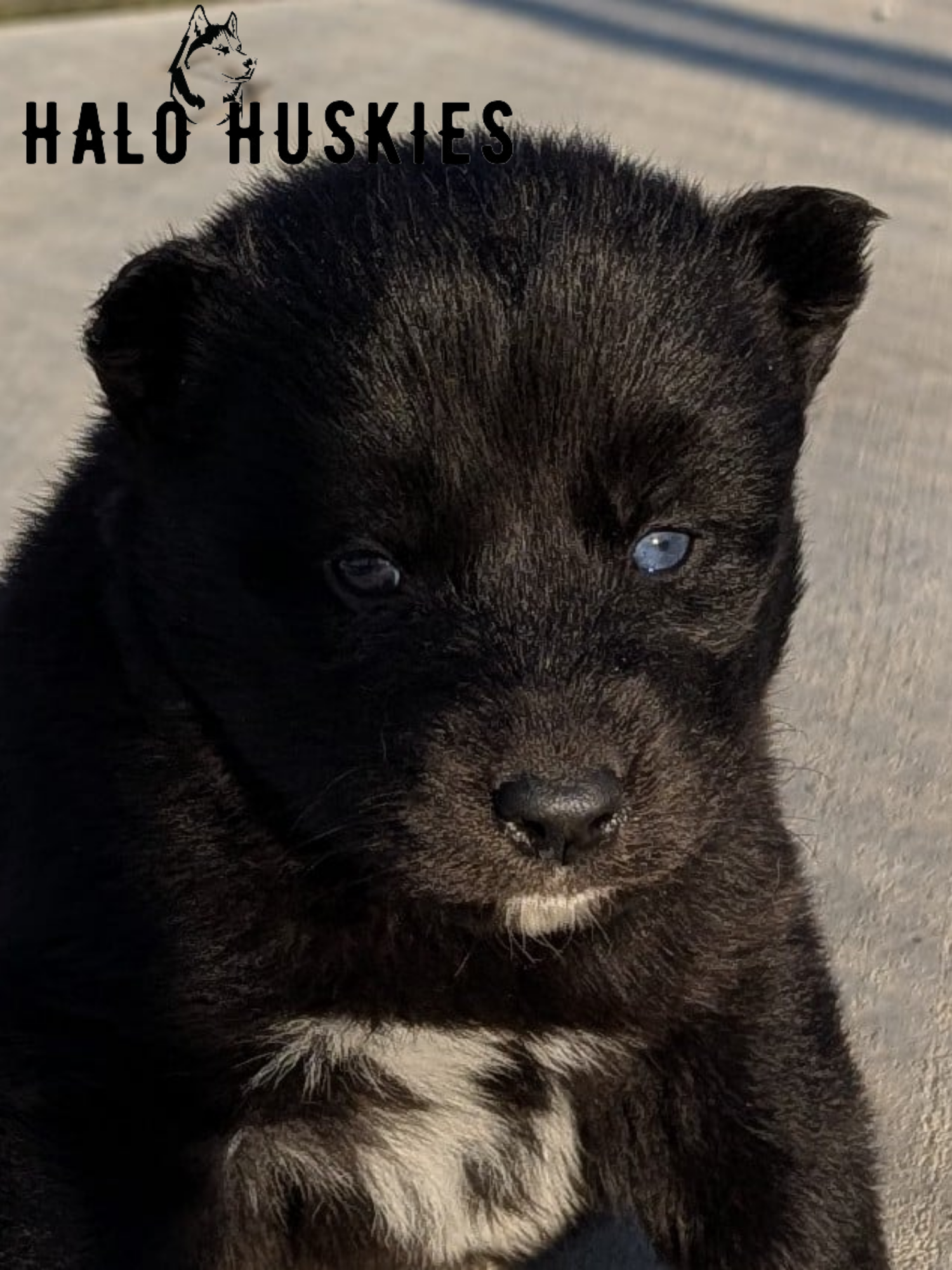Sold: Black Husky Puppy (Anika’s Male #5) — Halo Huskies