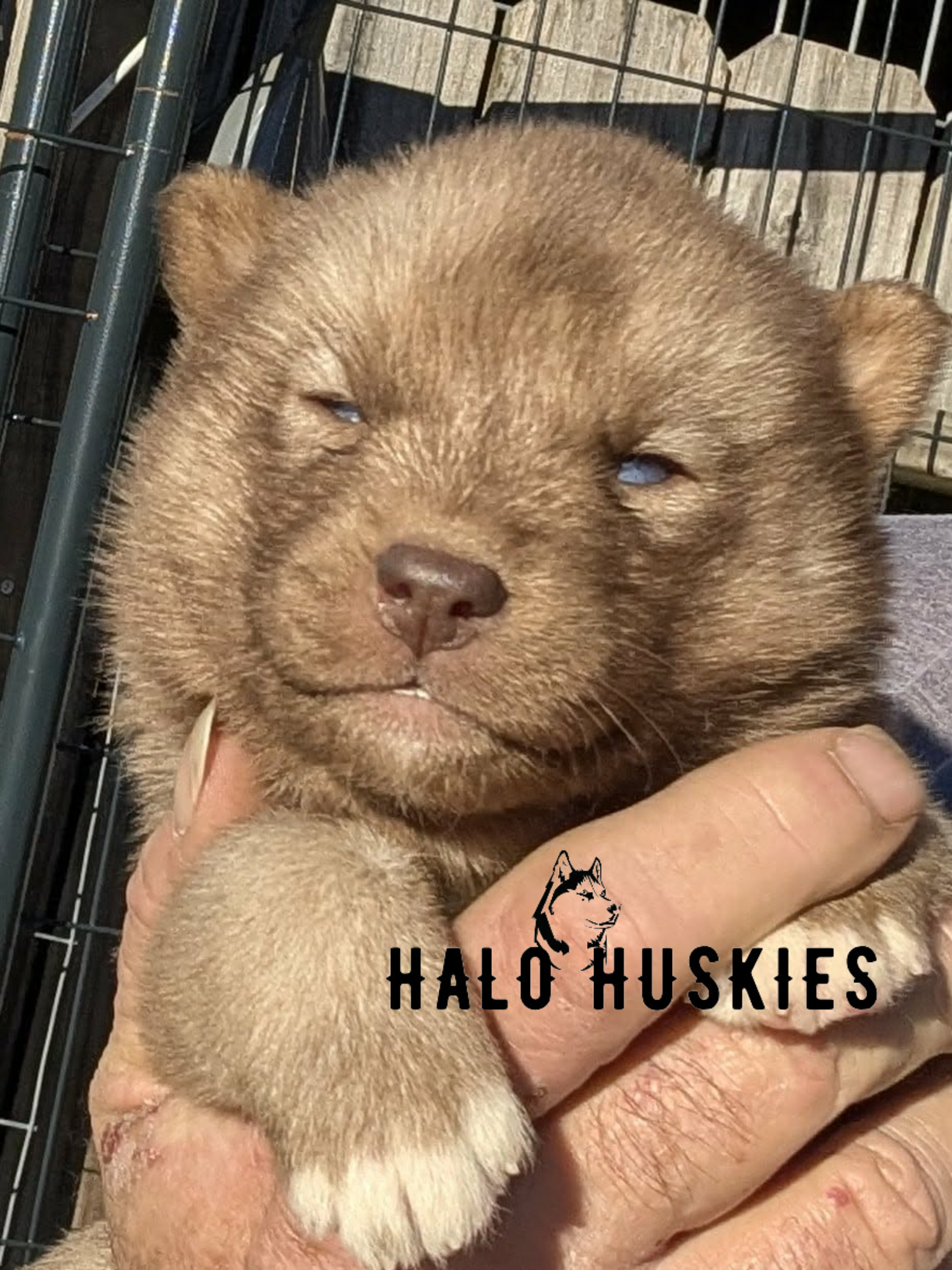 Sold: Banded Copper Husky Puppy (Cersei’s Female #5) — Halo Huskies