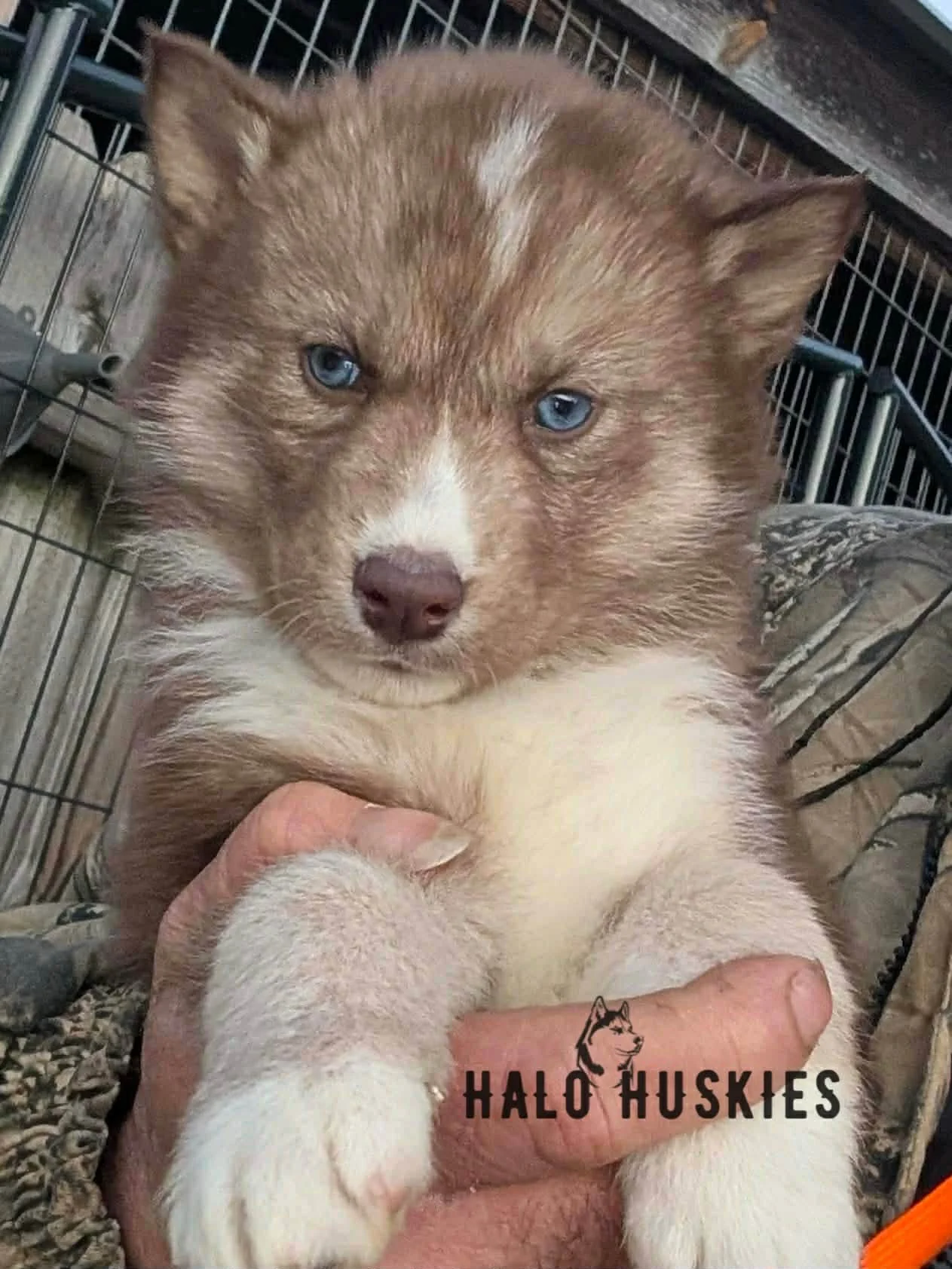 Sold: Banded Copper Husky Puppy (Anika’s Male #3) — Halo Huskies