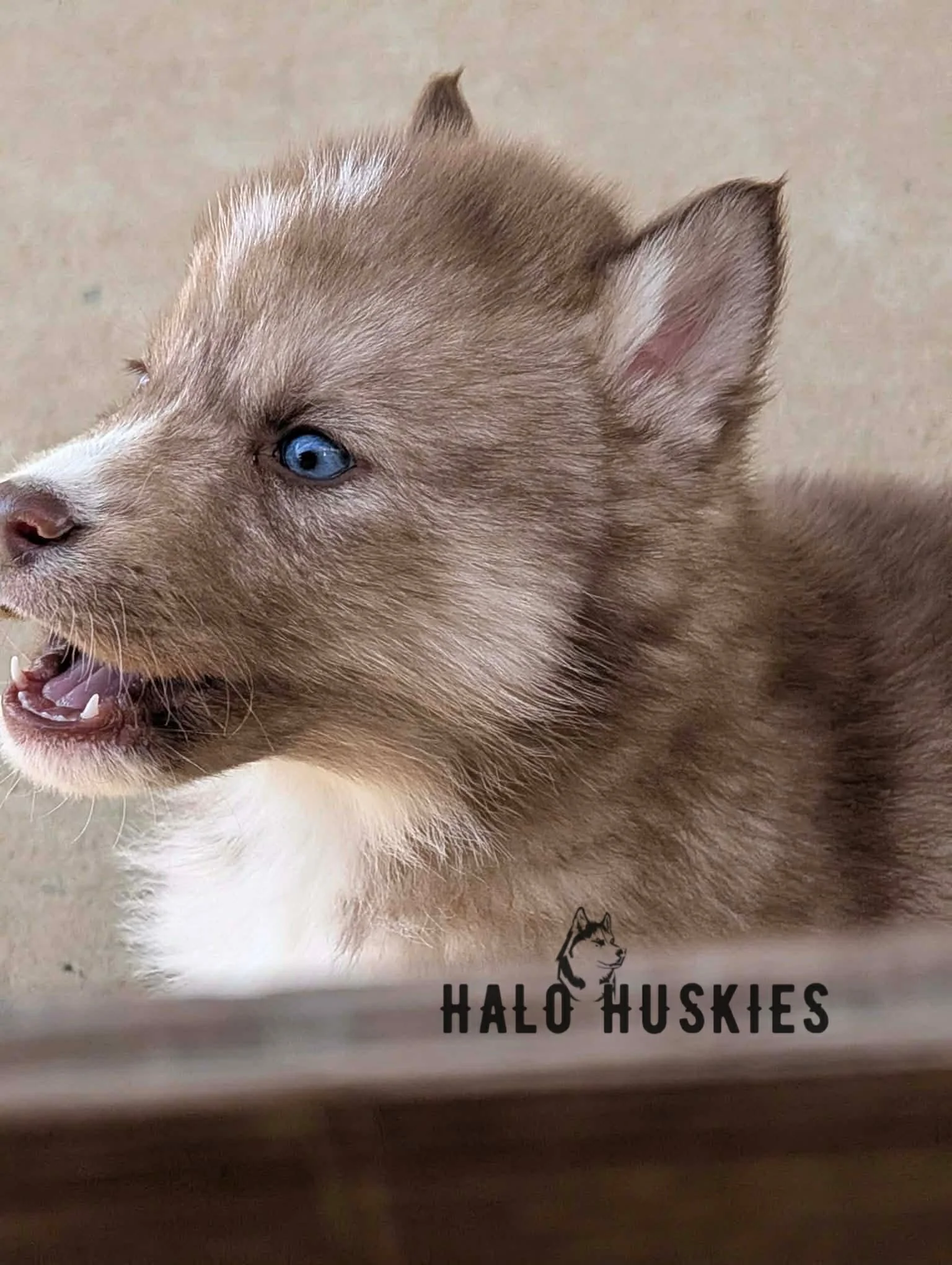 Sold: Banded Copper Husky Puppy (Anika’s Male #3) — Halo Huskies