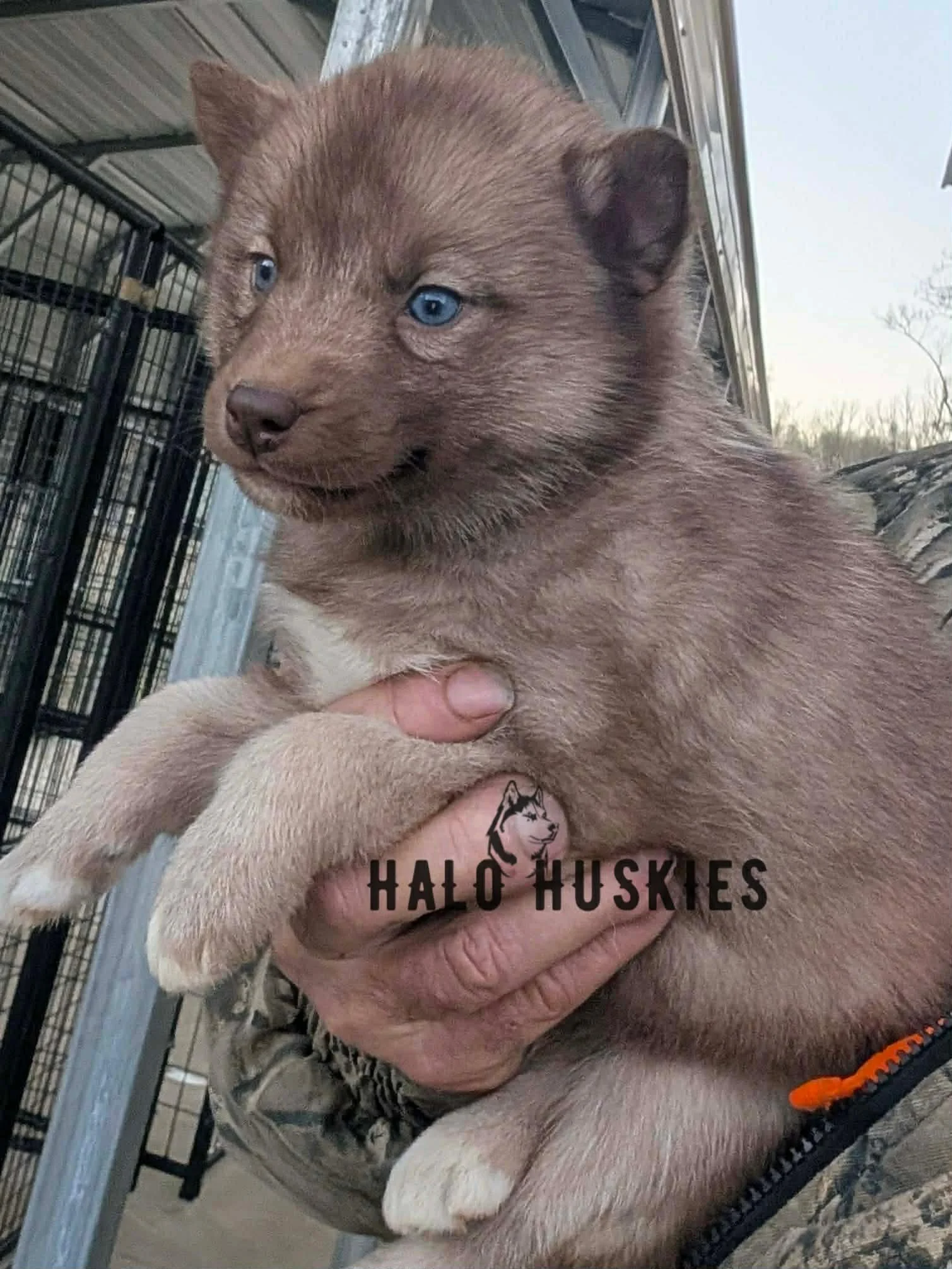 Sold: Banded Copper Husky Puppy (Cersei’s Female #4) — Halo Huskies