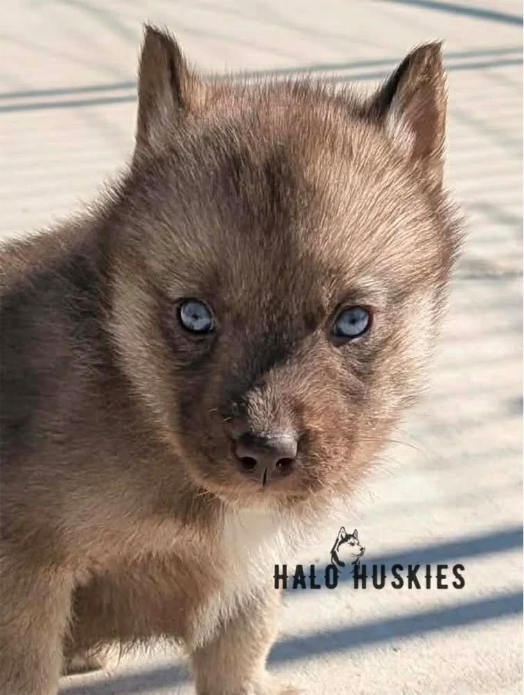Sold: Banded Copper Husky Puppy (Cersei’s Female #4) — Halo Huskies