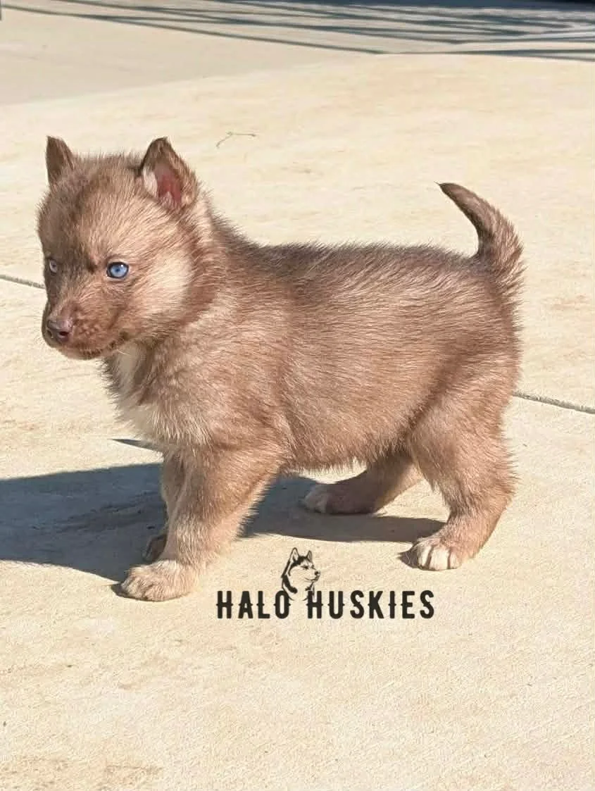 Sold: Banded Copper Husky Puppy (Cersei’s Female #4) — Halo Huskies