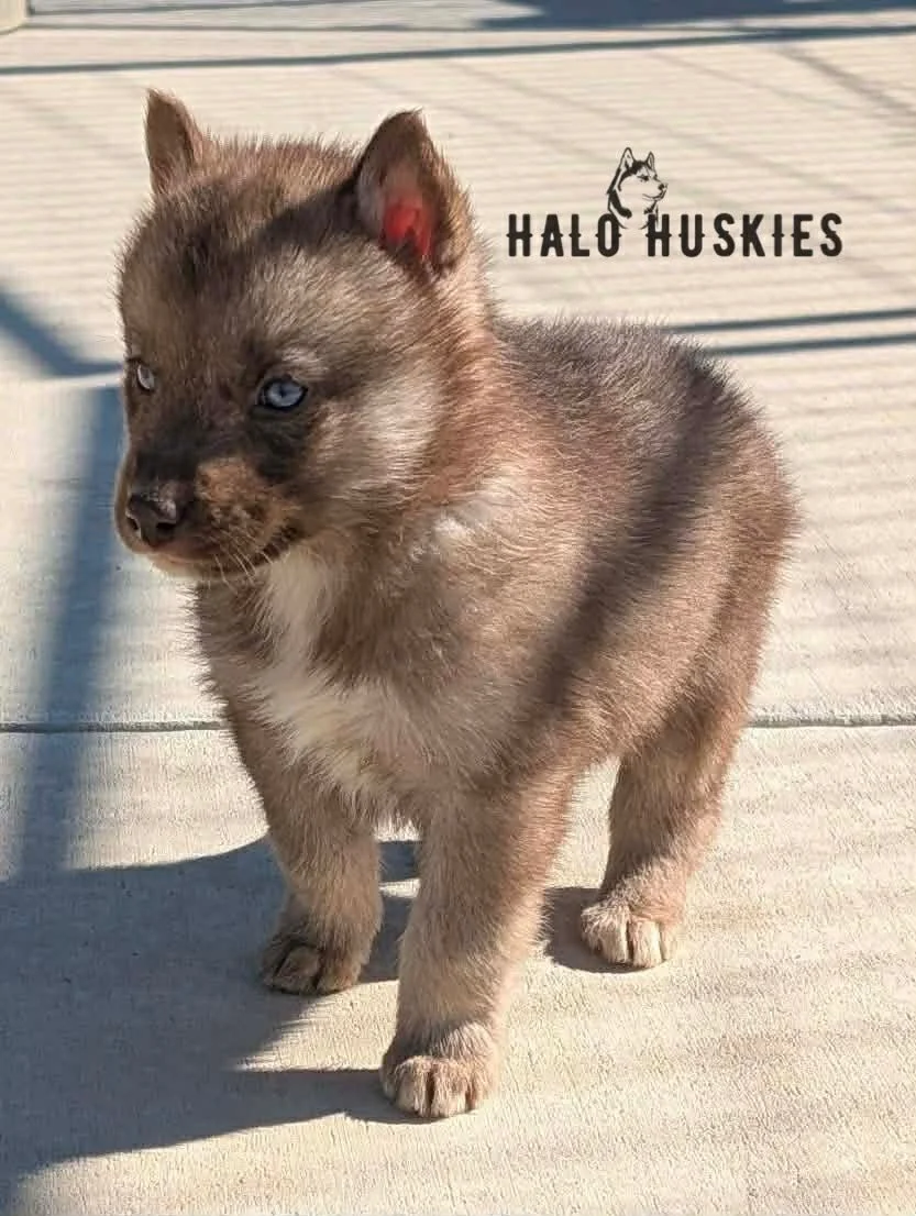 Sold: Banded Copper Husky Puppy (Cersei’s Female #4) — Halo Huskies