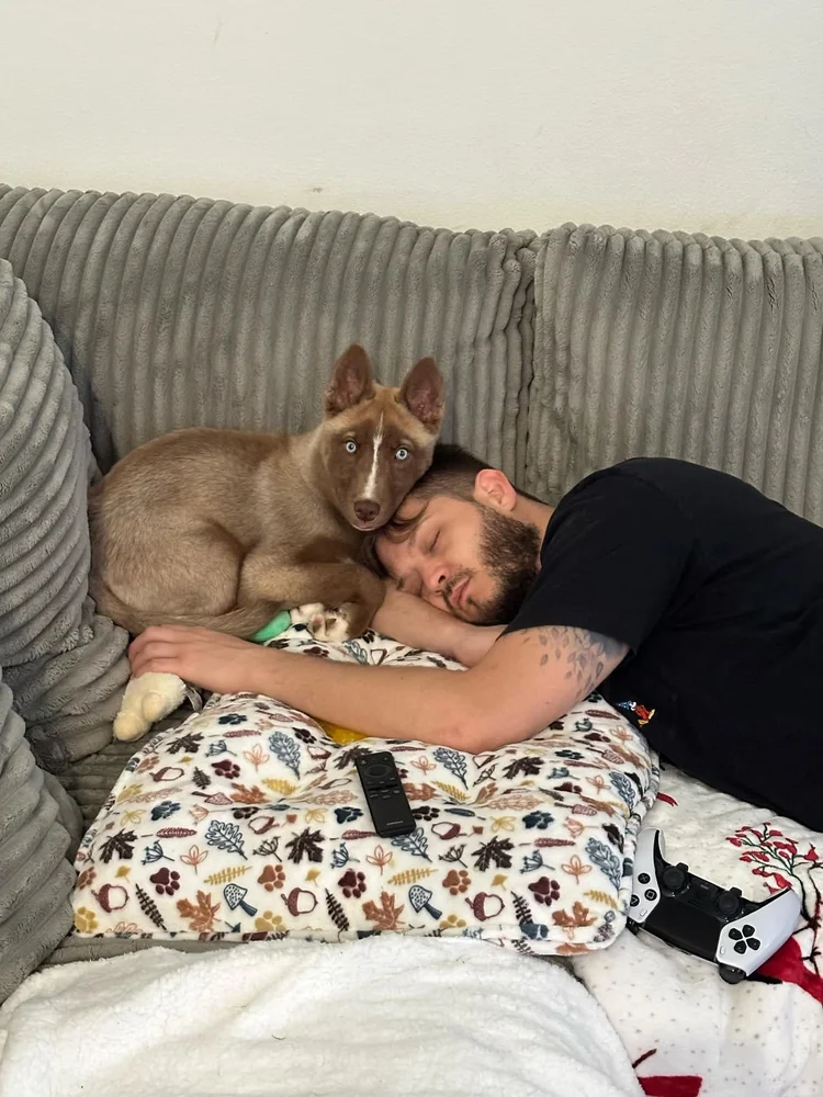 Going Home: Angel/Mongo’s Copper Male #2 — Halo Huskies
