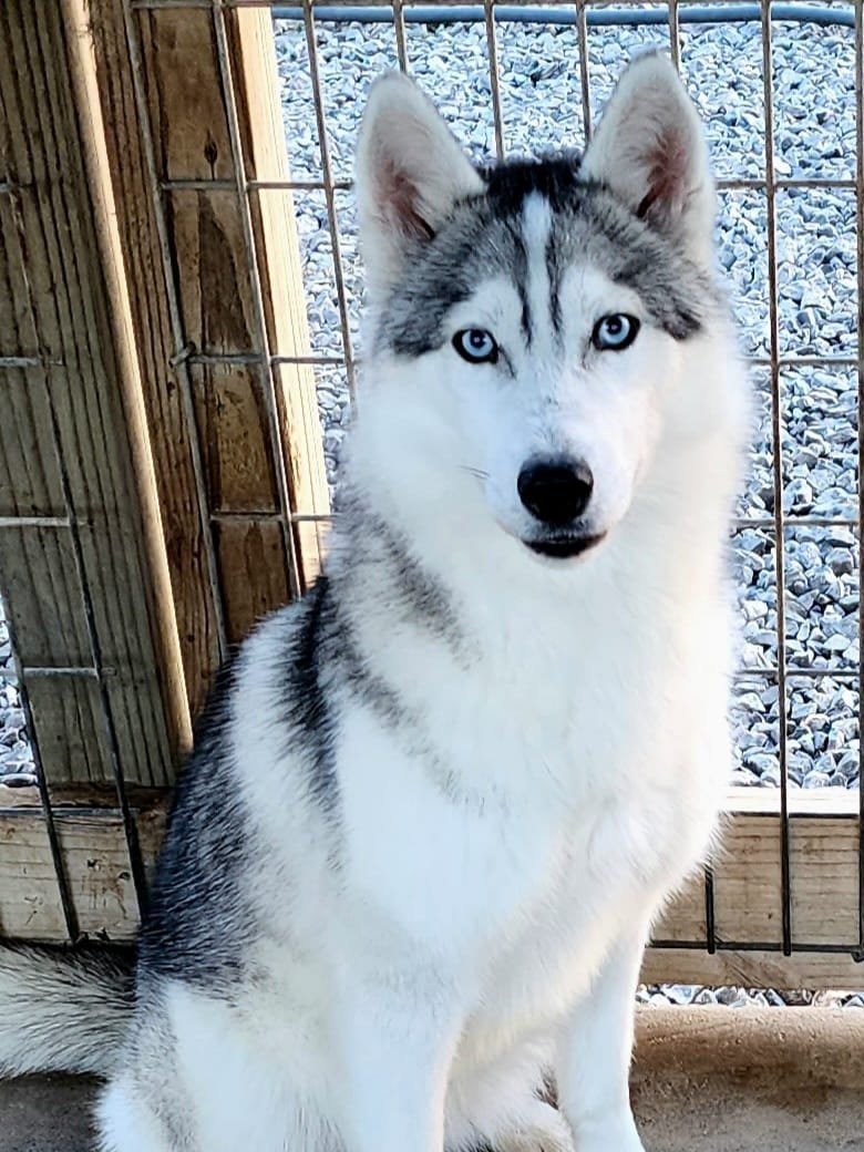 Our Dames & Sires — Halo Huskies