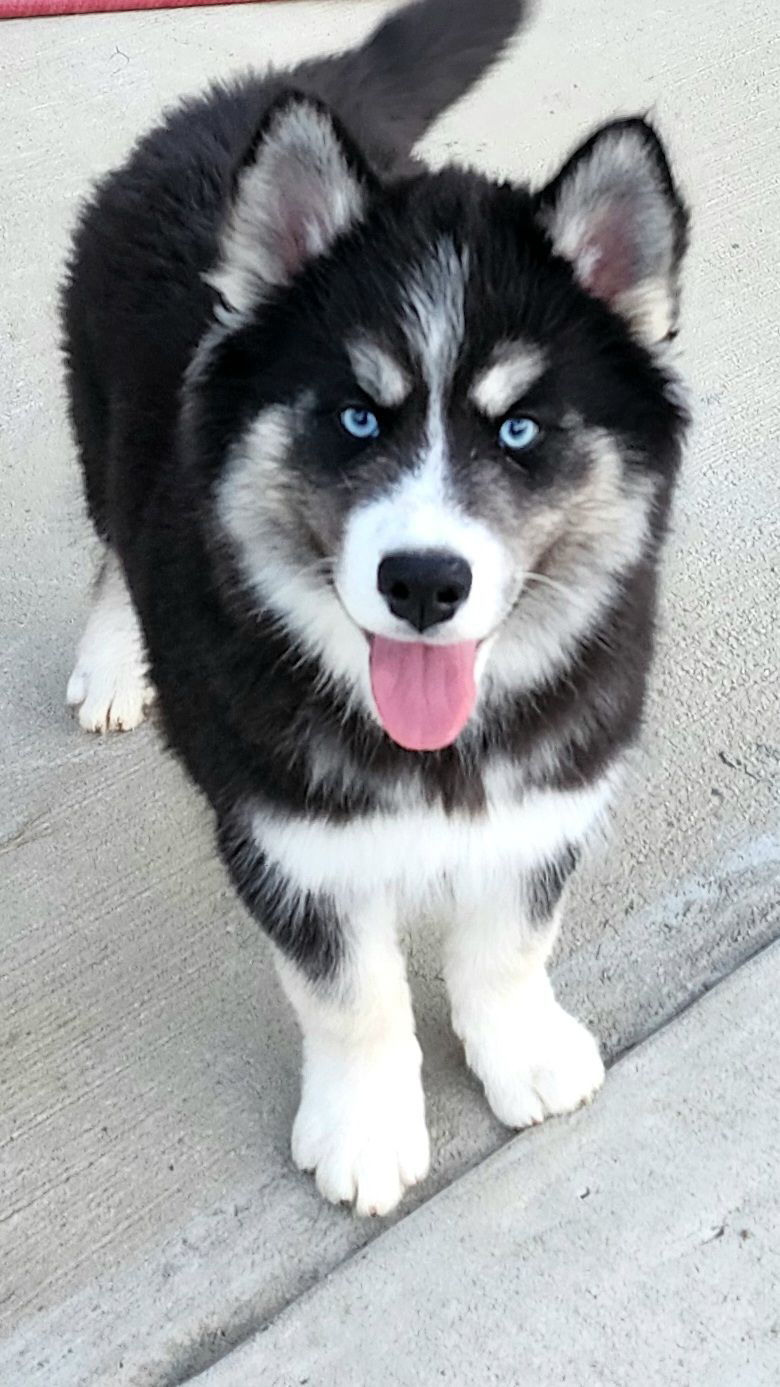 Halo Huskies - Husky Puppies for Sale