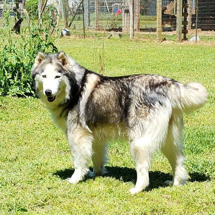 Our Dames & Sires — Halo Huskies
