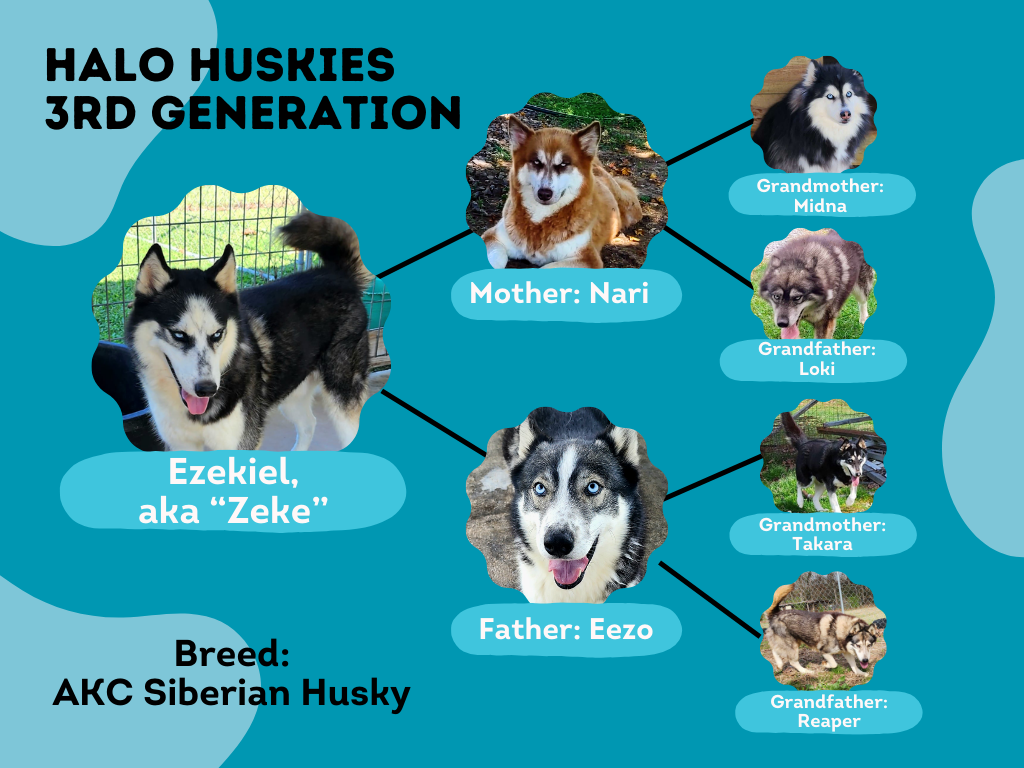 Ezekiel, Our Third Generation Stud Dog - Reserve A Puppy in His ...