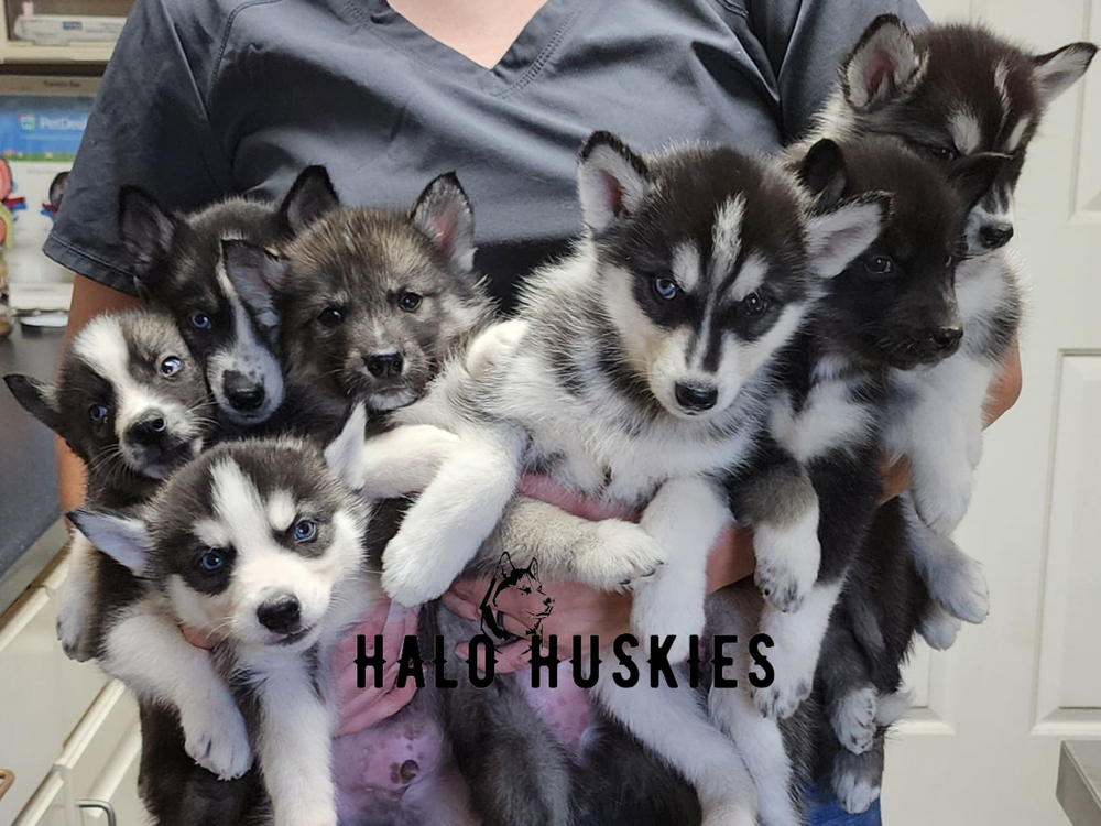 Ruby has Happy and Healthy 6-Week-Old Puppies: All of Ruby and Clyde’s ...