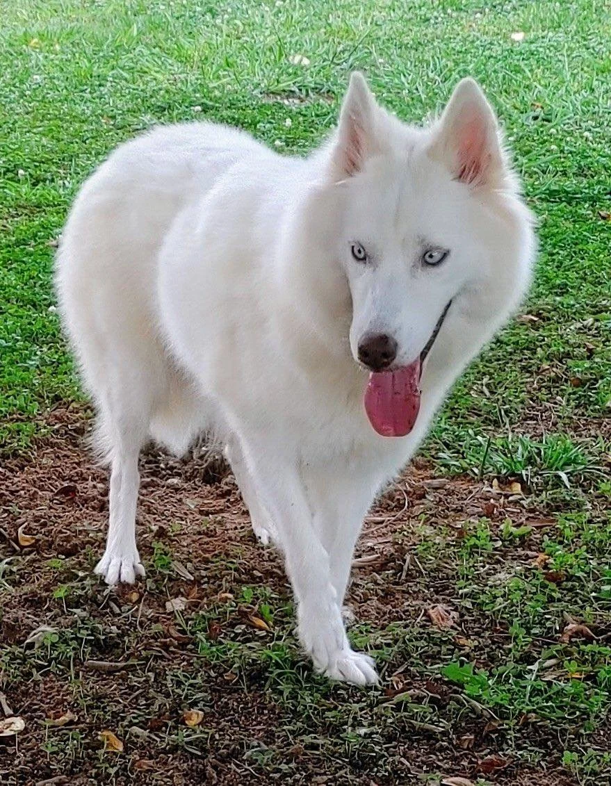 Our Dames & Sires — Halo Huskies
