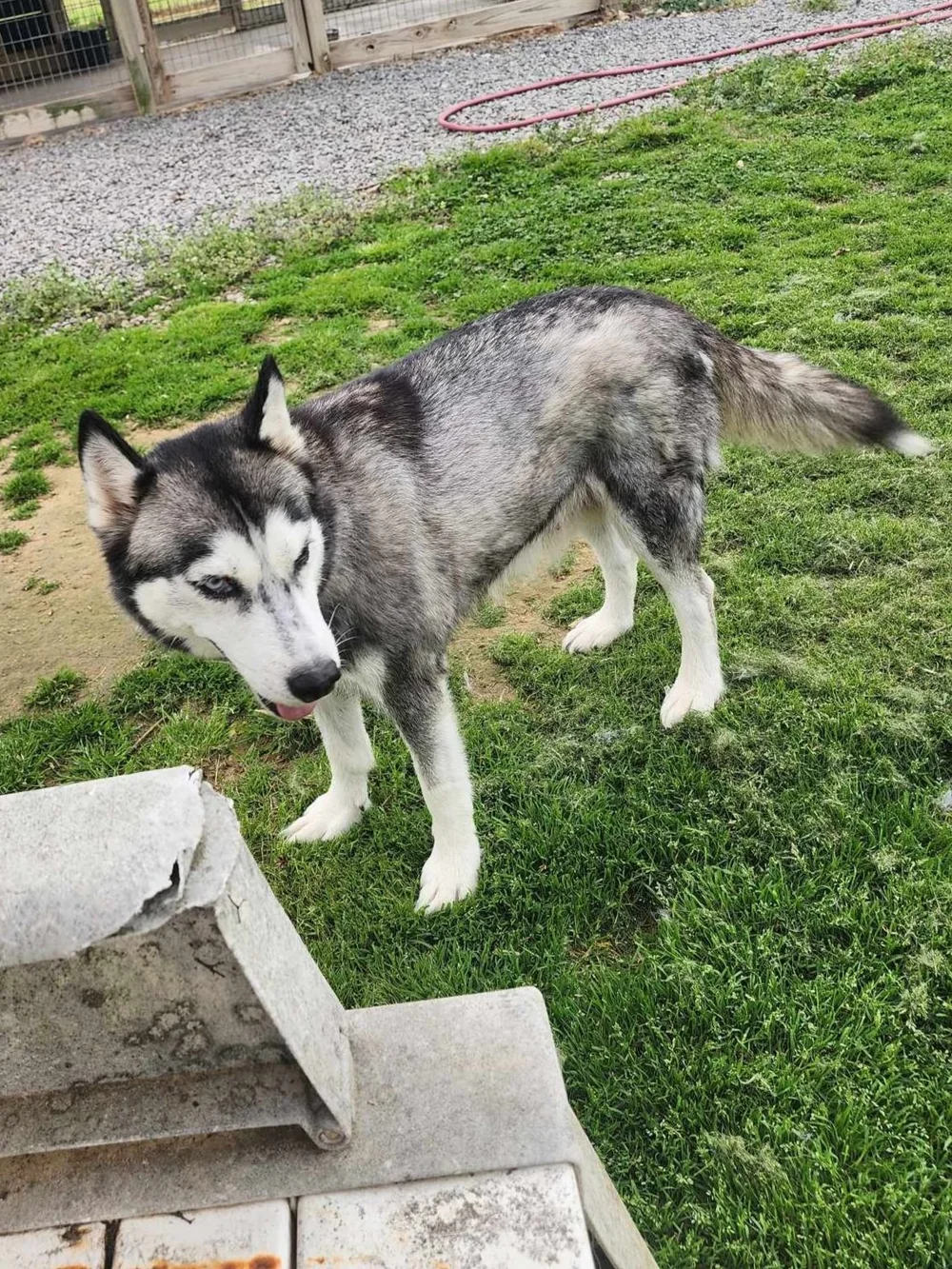 Our Dames & Sires — Halo Huskies - AKC Siberian Husky Breeder