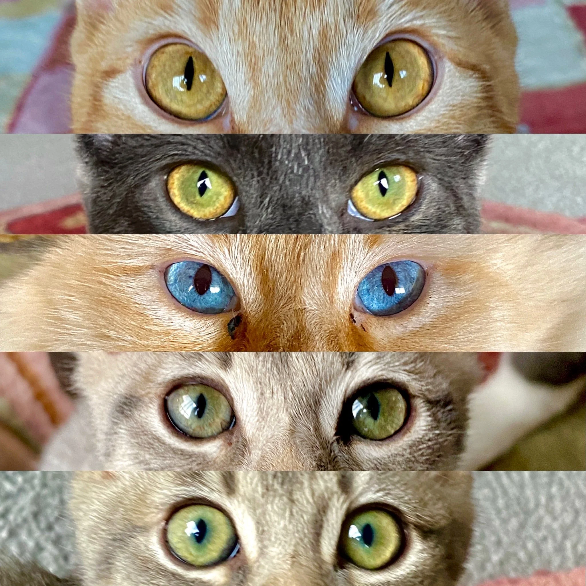 Get Involved — Sonora Cat Rescue